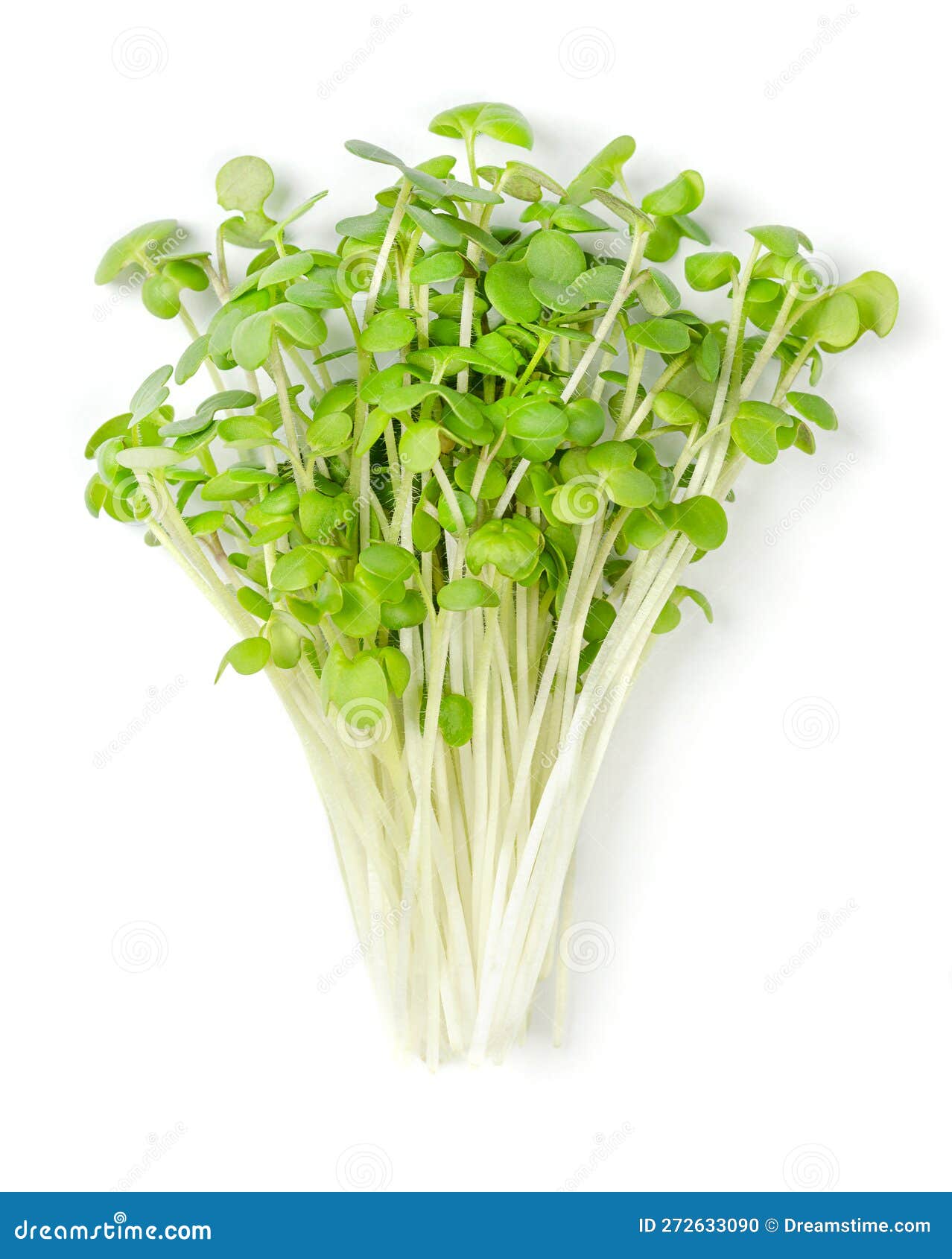 Mustard Microgreens Birth Close Up. Green Plants Sinapis Alba ...