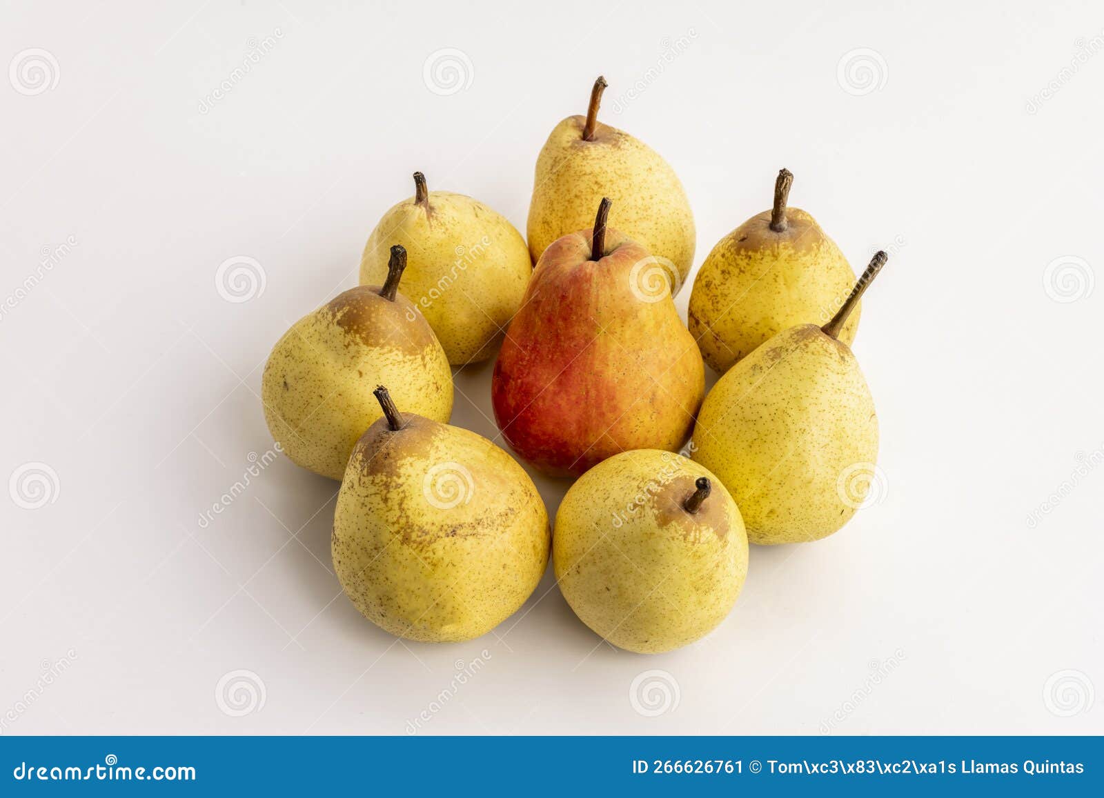 A Bunch of Yellow Pears with Their Stems Upright and a Red One in the ...