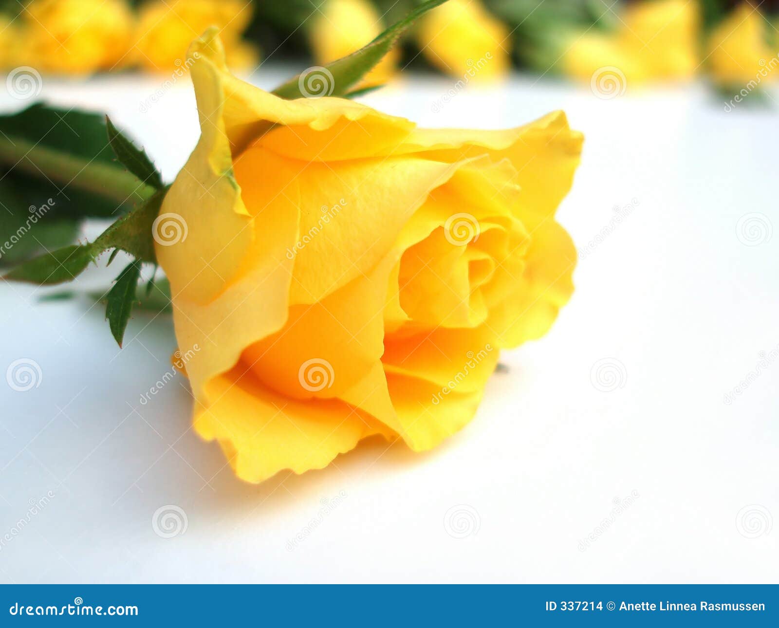Bunch of Yellow Roses â€“ One Rose Single Stock Photo - Image of ...