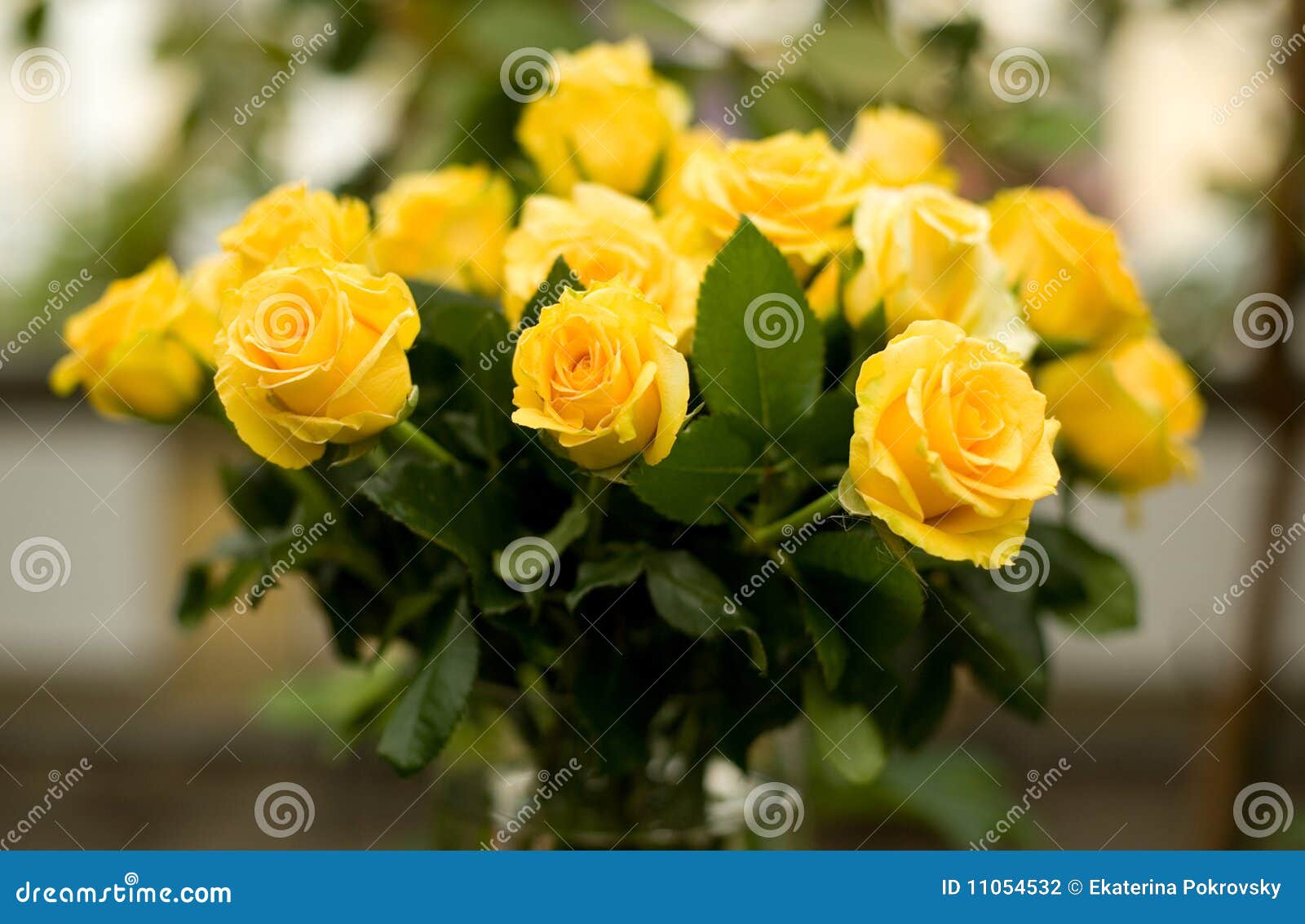 Bunch of yellow roses stock photo. Image of spring, horizontal - 11054532