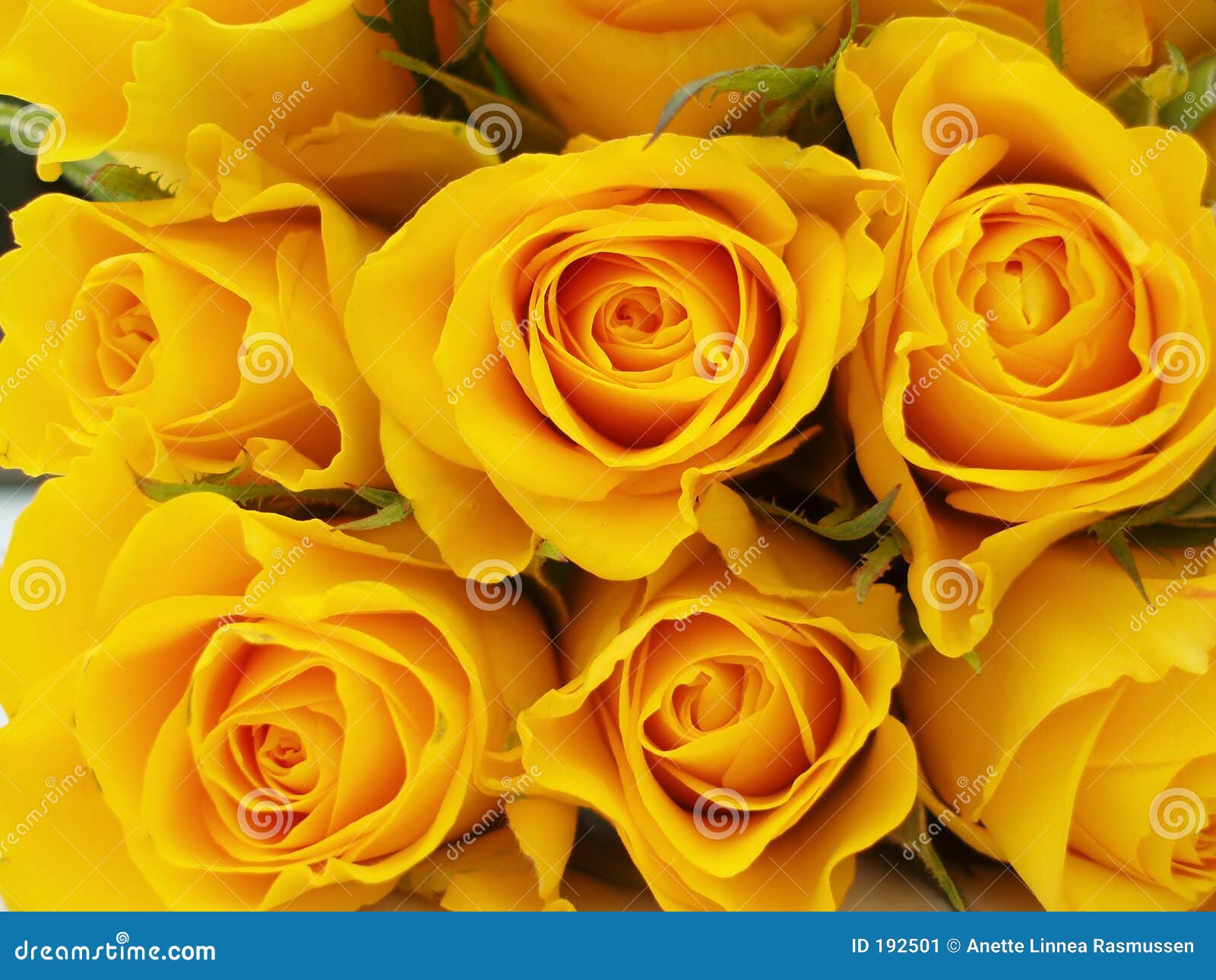 Bunch of yellow roses stock image. Image of aroma, botanical - 192501