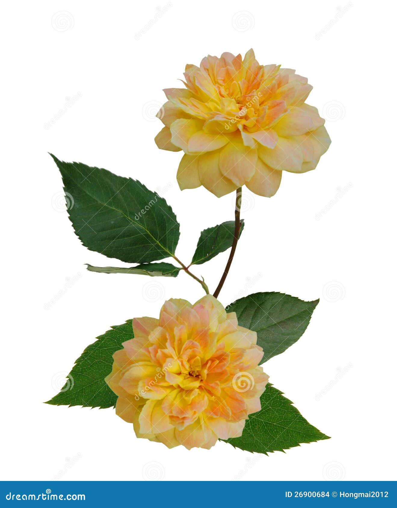 A bunch of yellow roses stock photo. Image of space, gift - 26900684