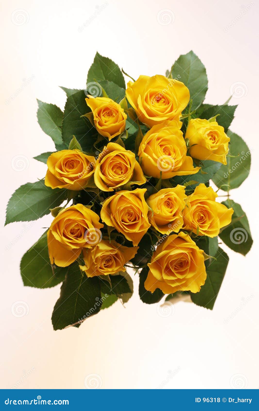 Bunch of yellow roses stock photo. Image of dozen, yellow - 96318