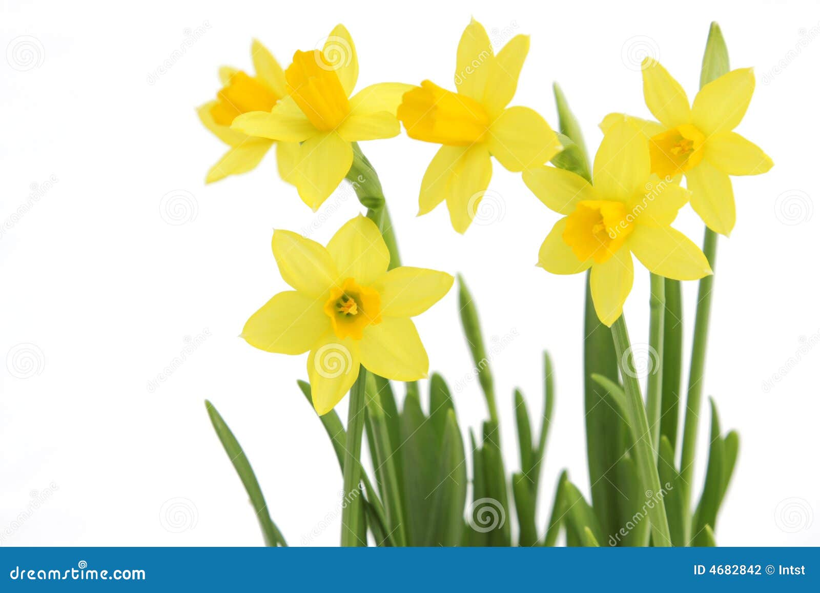 Spring Daffodils Border Or Frame Background Stock Photo | CartoonDealer ...
