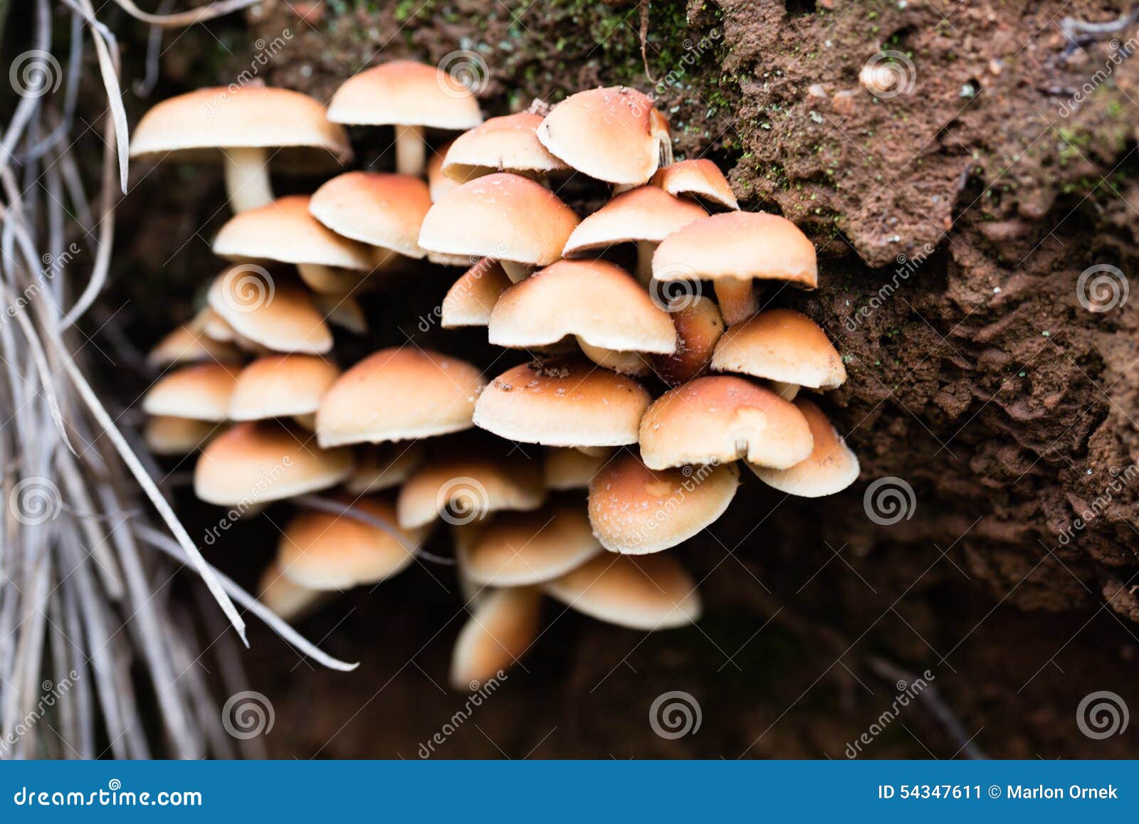 Bunch of yellow toadstools stock image. Image of macro - 54347611