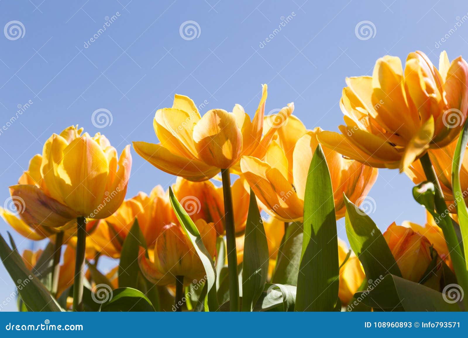 Yellow Tulips with Blue Sky Landscape Stock Image - Image of nature ...