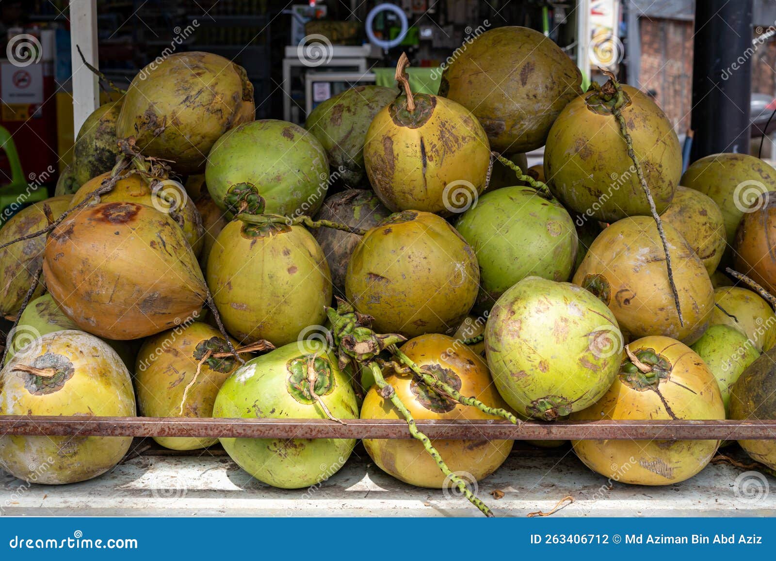 A bunch of young coconuts stock photo. Image of ocean - 263406712