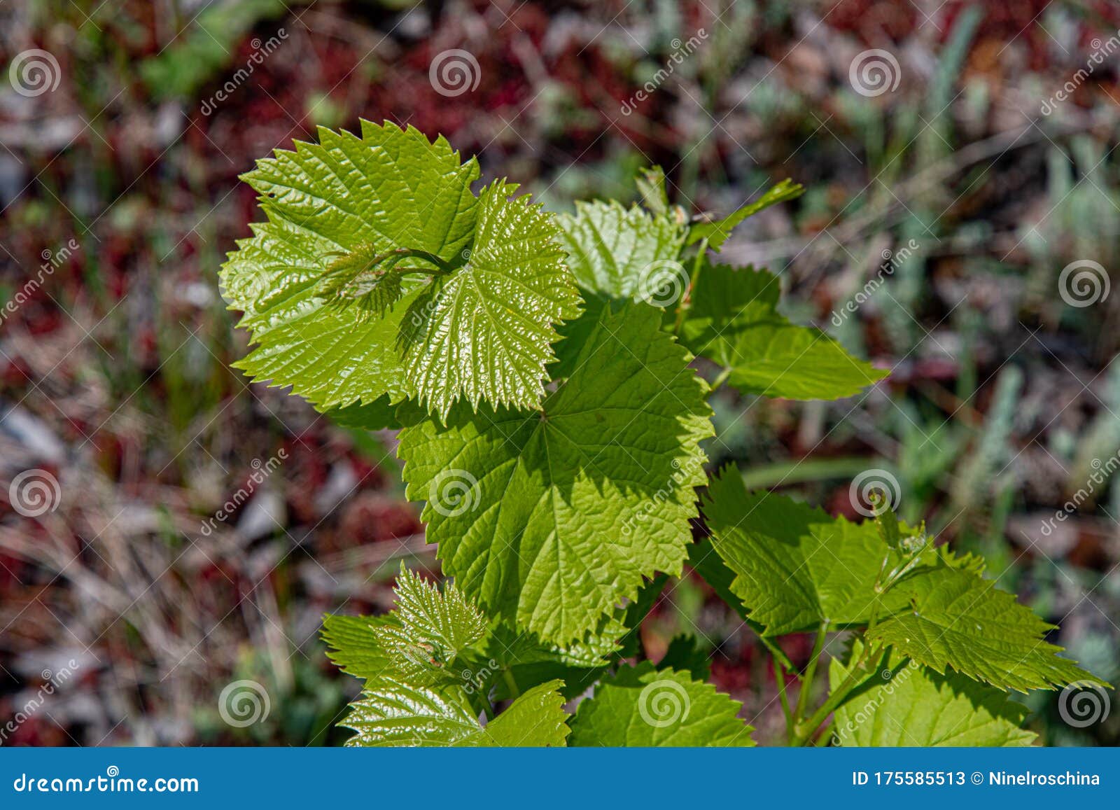 Bunch of Young Green Branches of Grapevine and Fresh Leaves at Vineyard ...