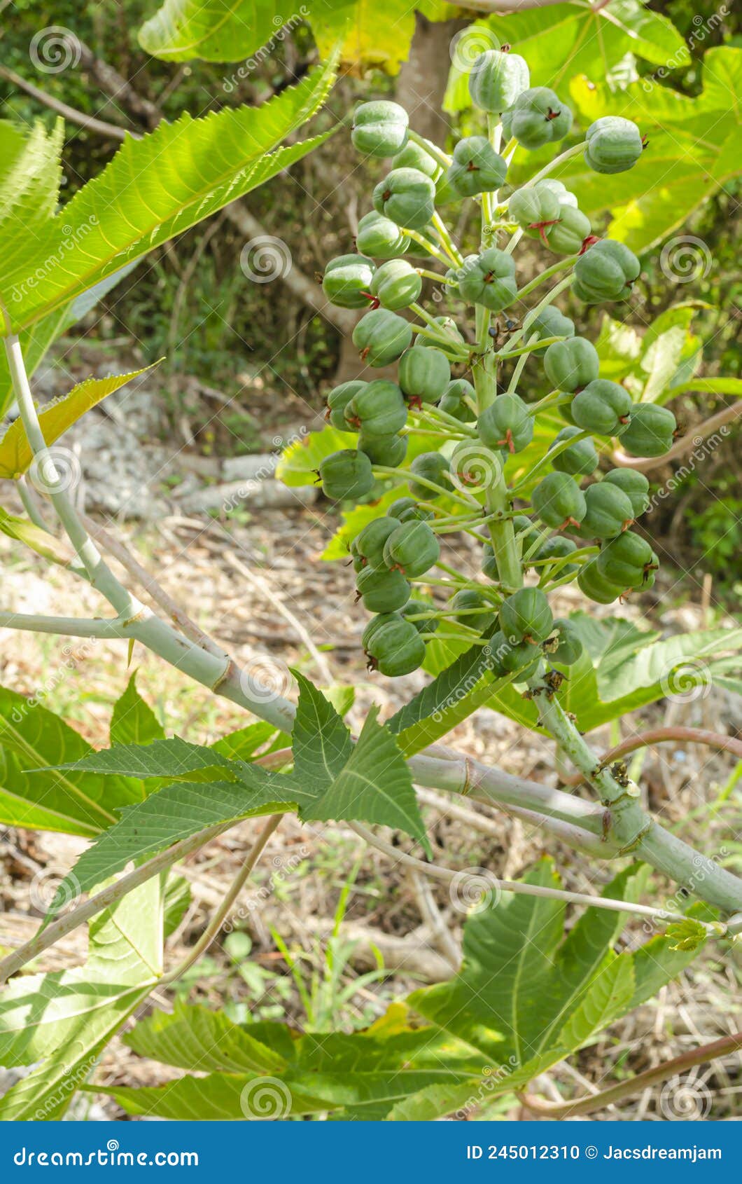 Oilnuts Stock Photos - Free & Royalty-Free Stock Photos from Dreamstime