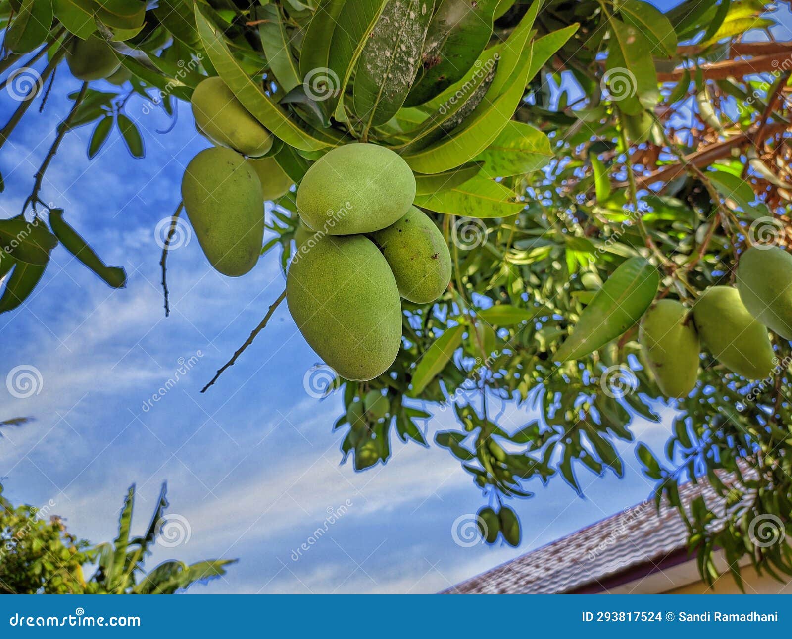 A Bunch of Young Mangoes, Hanging between the Stems Stock Photo - Image ...