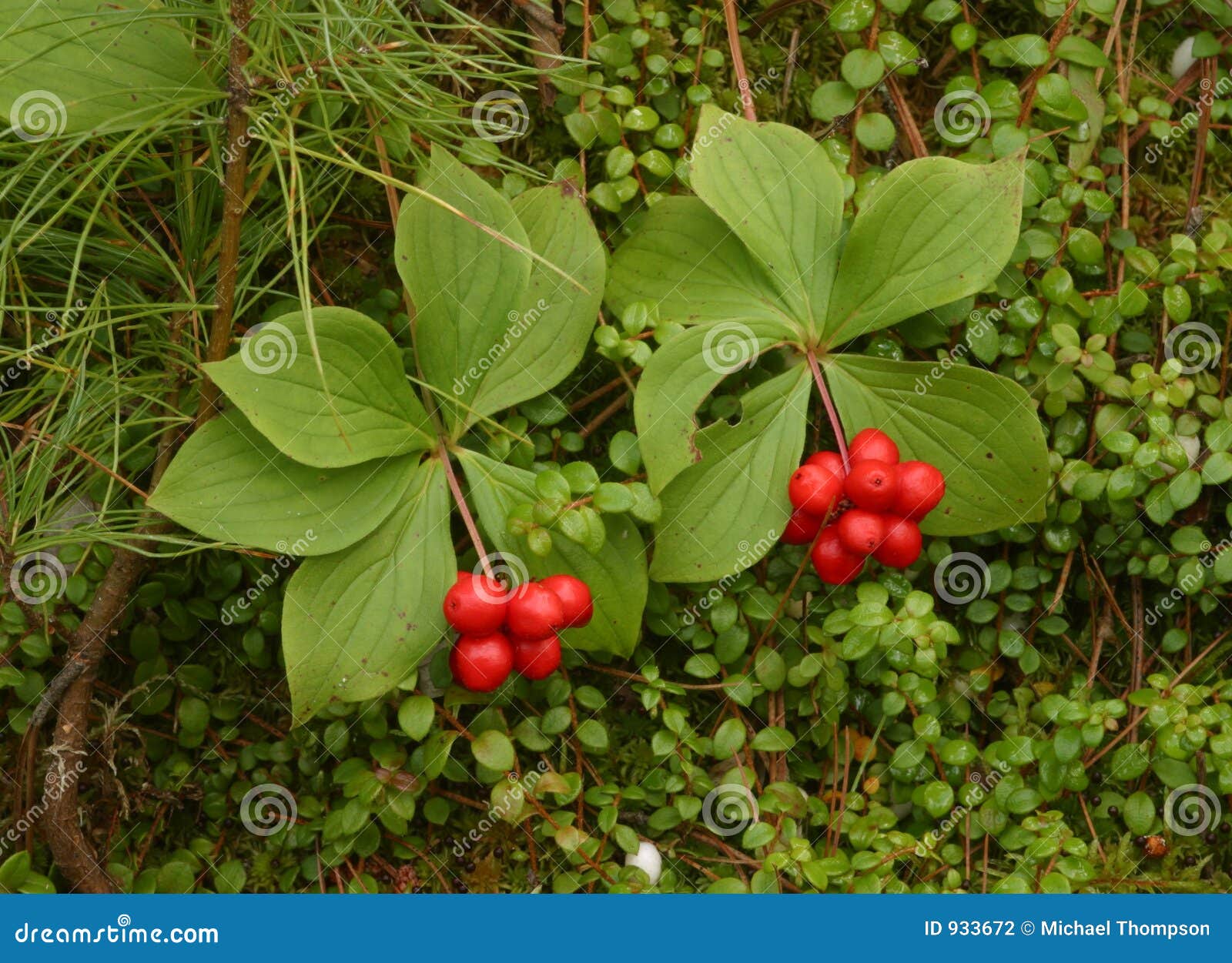 Bunchberries photo stock. Image du traînée, rouge, forêt - 933672