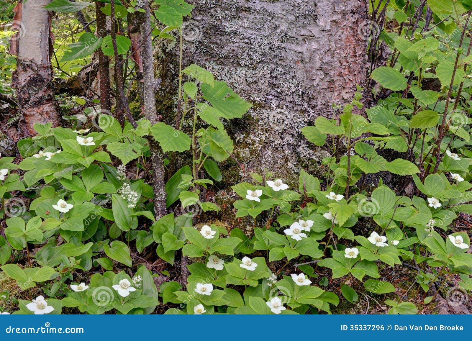 Bunchberry Blooming Around Tree Trunk Cornus Canadensis Stock Photo ...