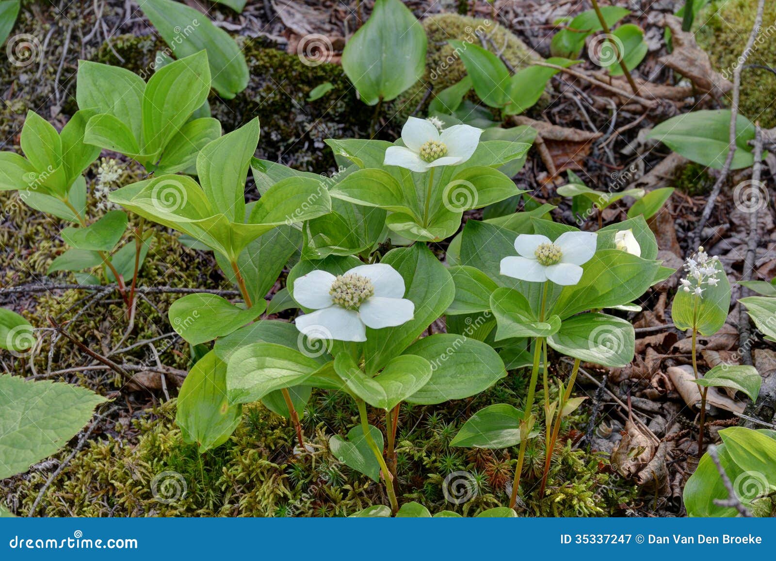 Bunchberry Blooming Cornus Canadensis Stock Image - Image of green ...