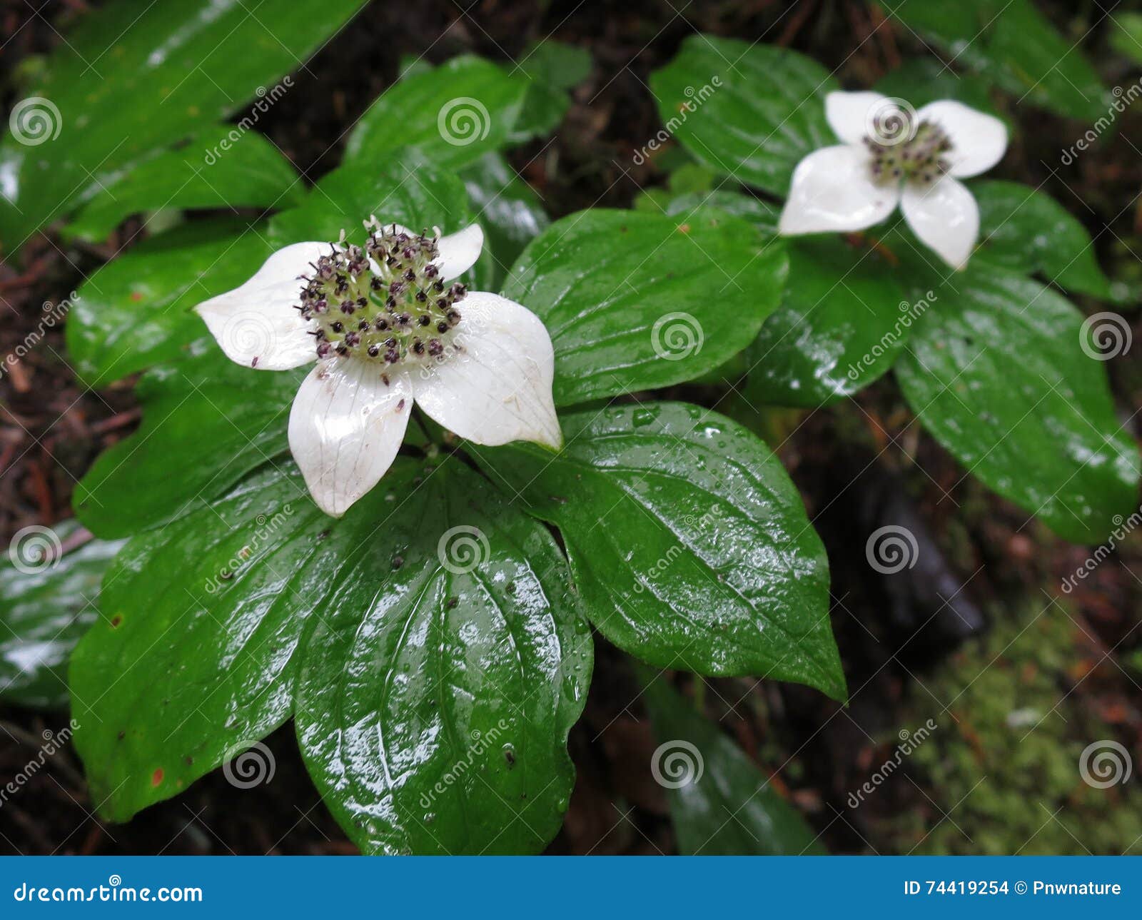 Bunchberry - Cornus Canadensis Stock Photo - Image of forest, flowers ...