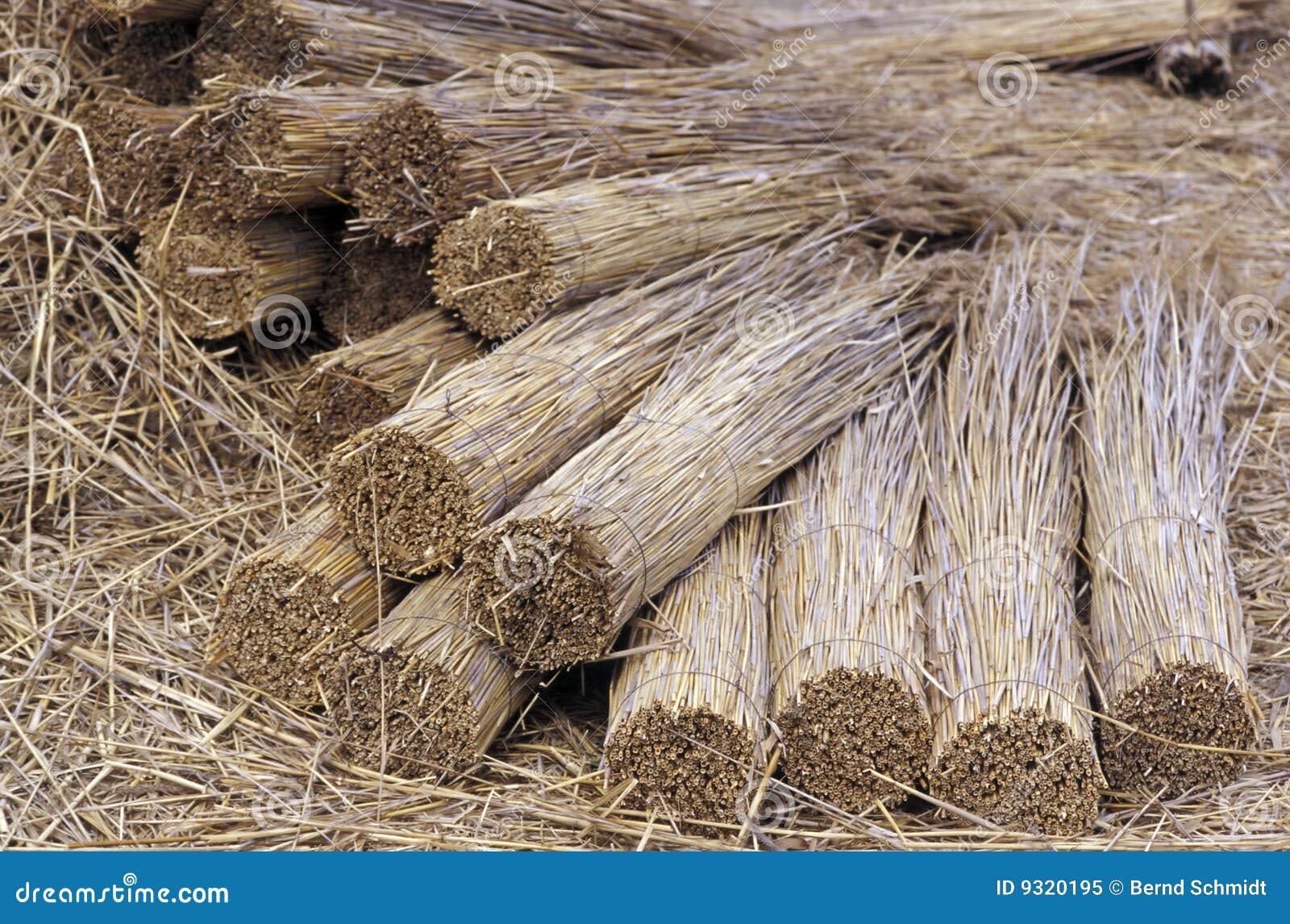 Bunched reeds stock image. Image of building, nature, lake - 9320195