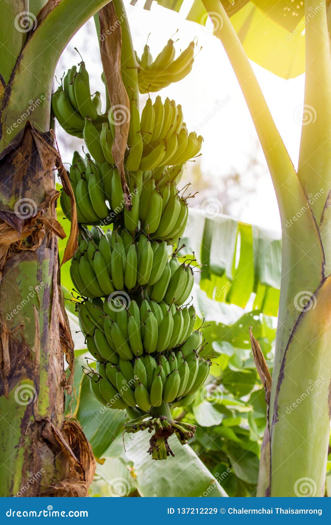 Bunches of Banana Growing on a Tree Stock Image - Image of bunches ...