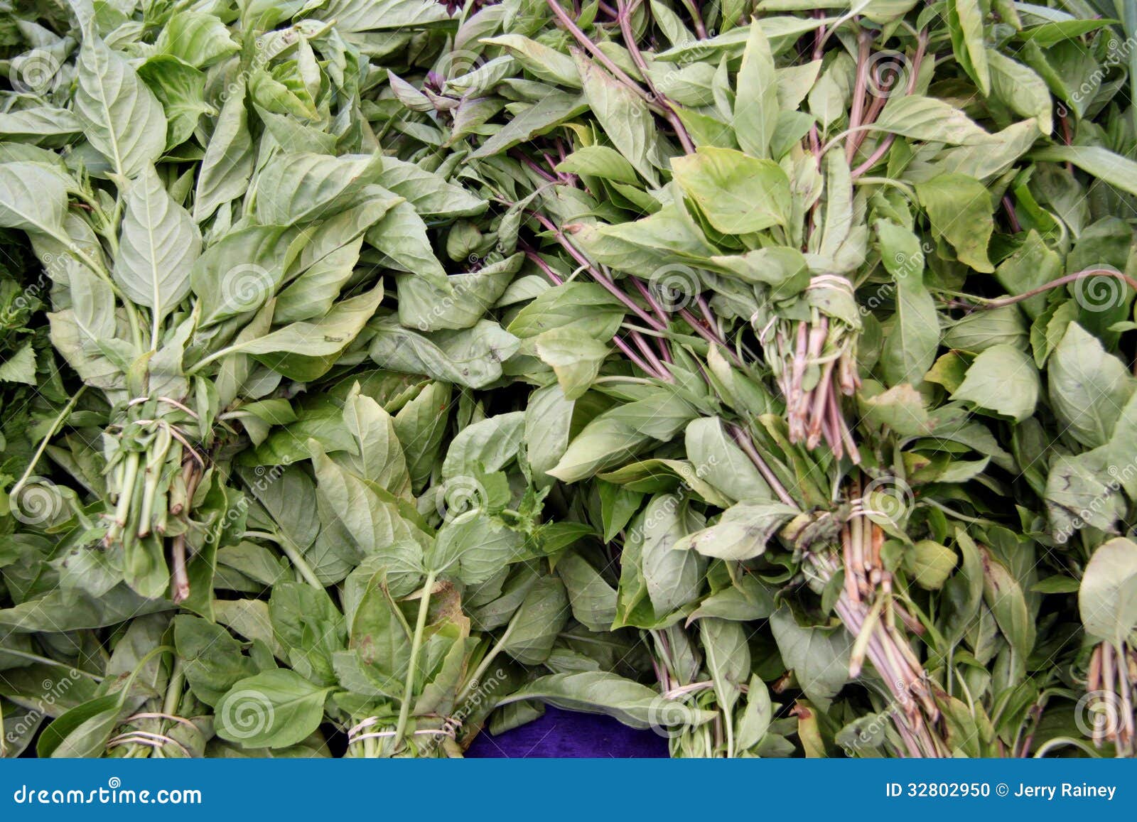 Bunches of basil stock photo. Image of bunches, harvest - 32802950