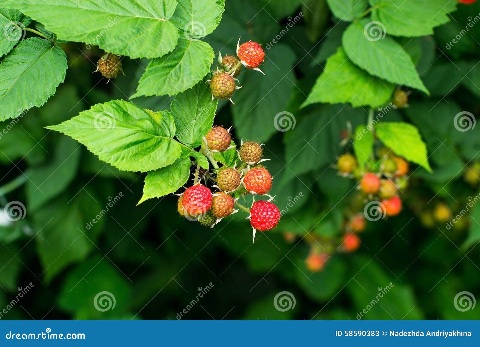 Bunches of Black Raspberry (Rubus Occidentalis) Ripening on the Stock ...