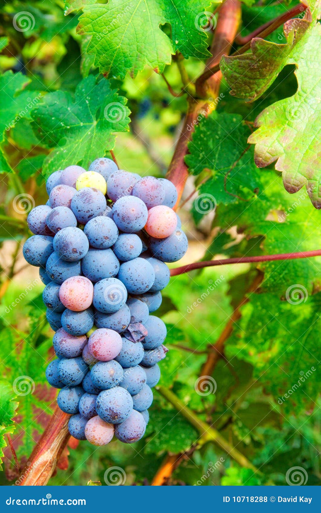 Bunches of Cabernet Grapes stock photo. Image of harvest - 10718288