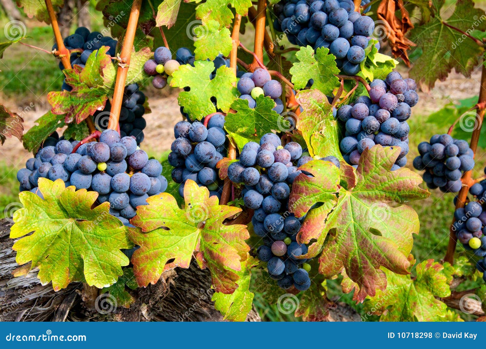 Bunches of Cabernet Grapes stock photo. Image of cluster - 10718298