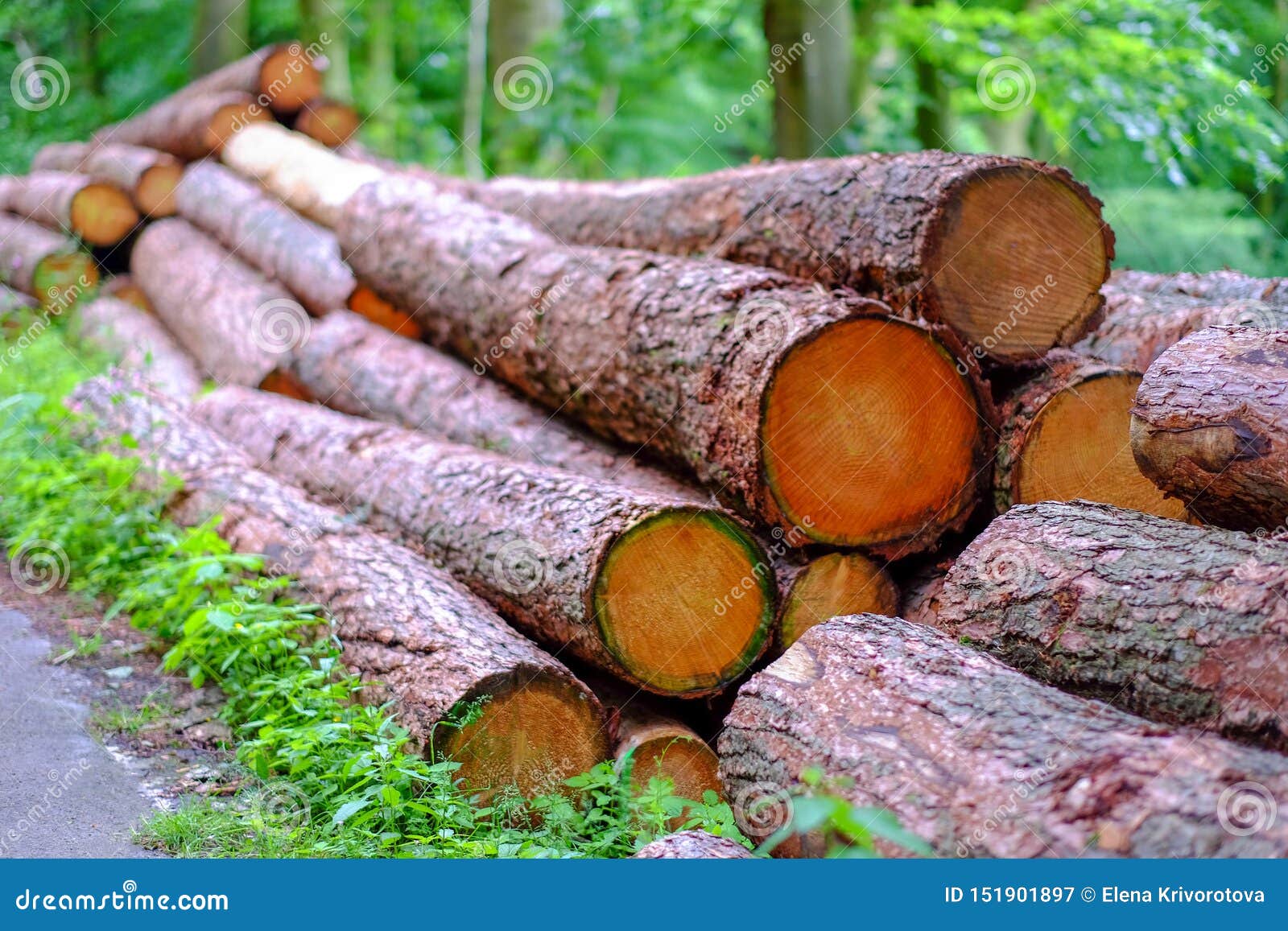 Bunches Of Chopped Tree Trunks Stock Image - Image of countryside ...
