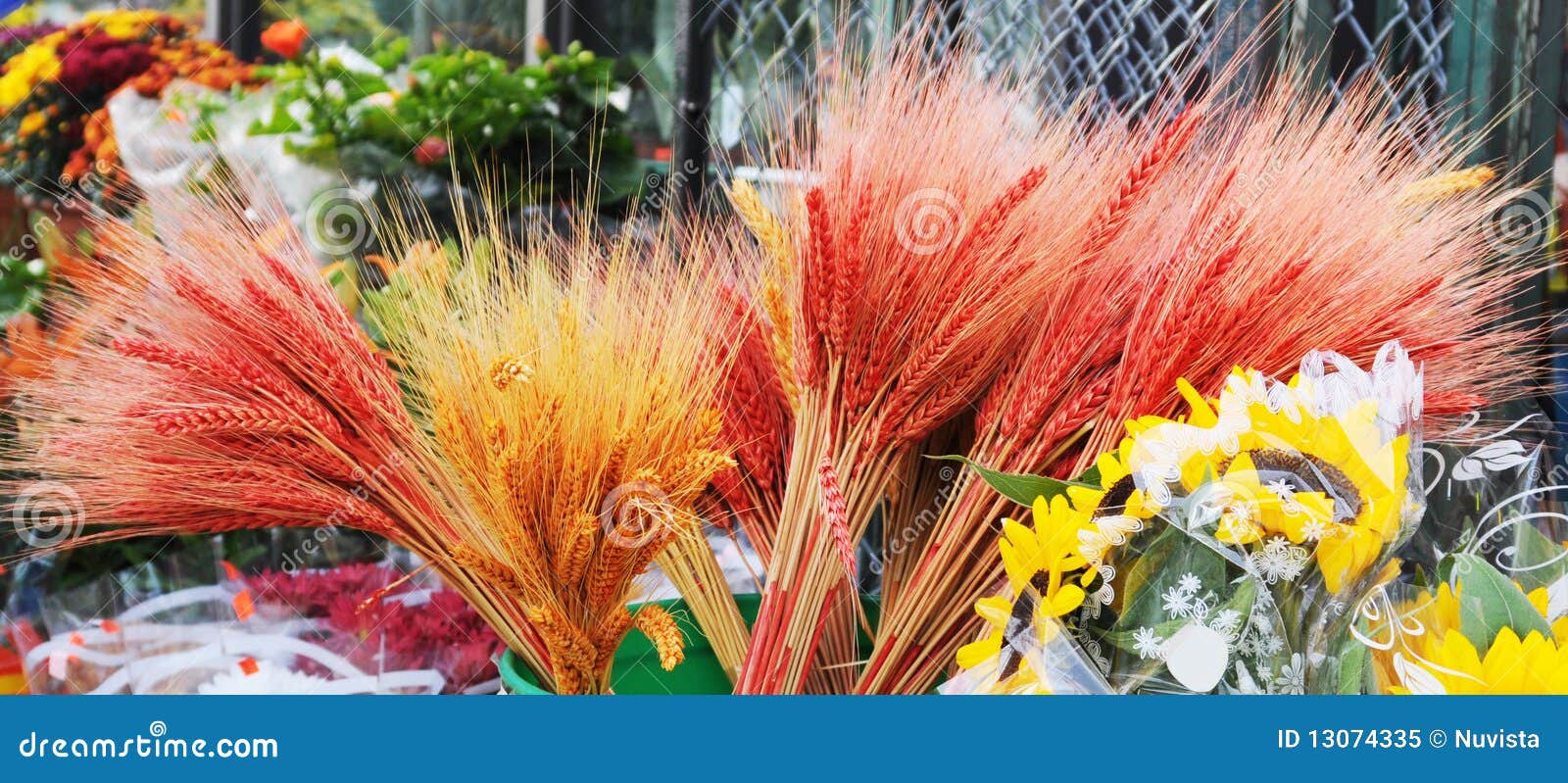 Bunches of Colored Wheat stock image. Image of decoration - 13074335