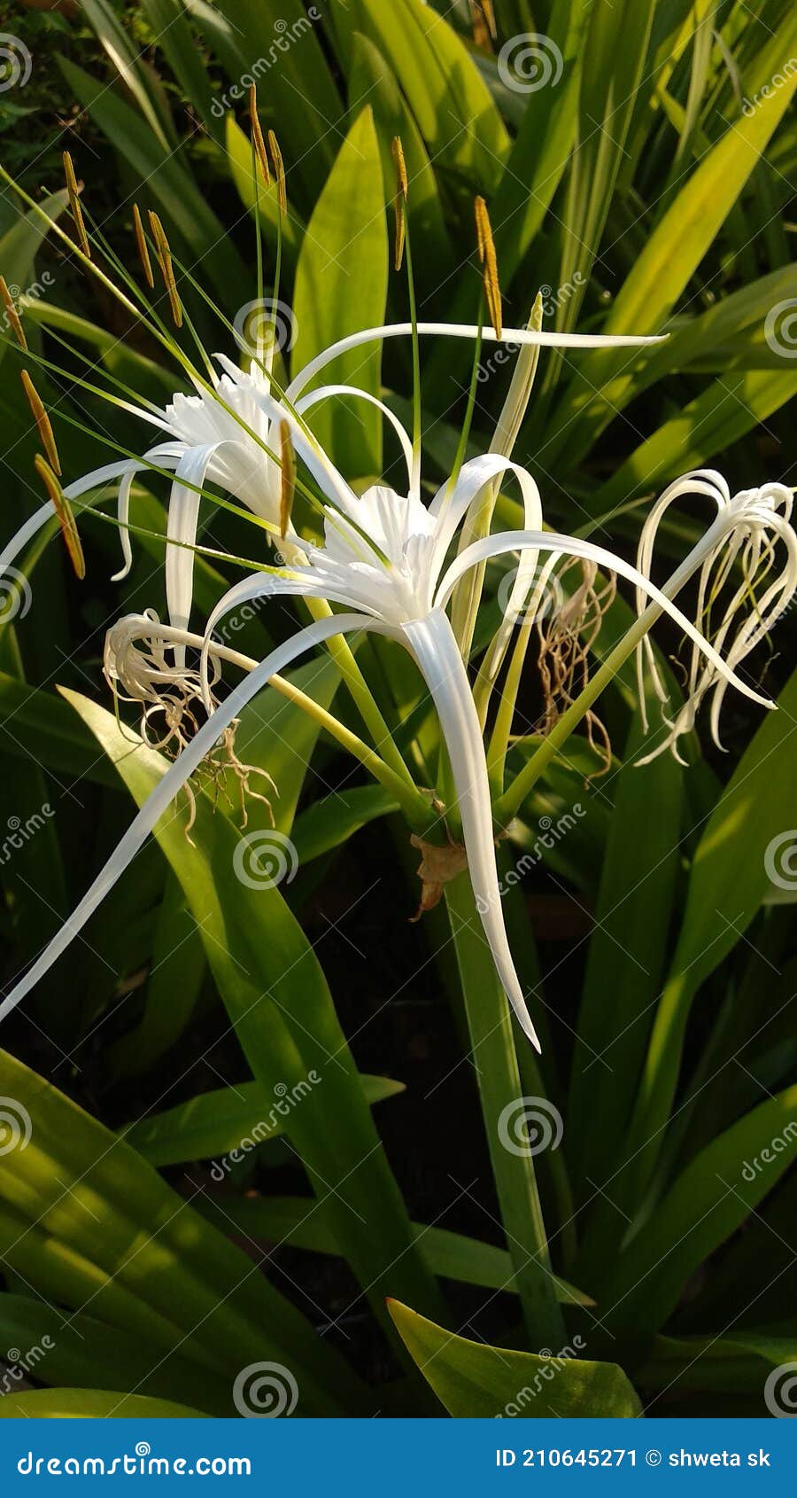 Bunches of flowers stock image. Image of produce, nature - 210645271