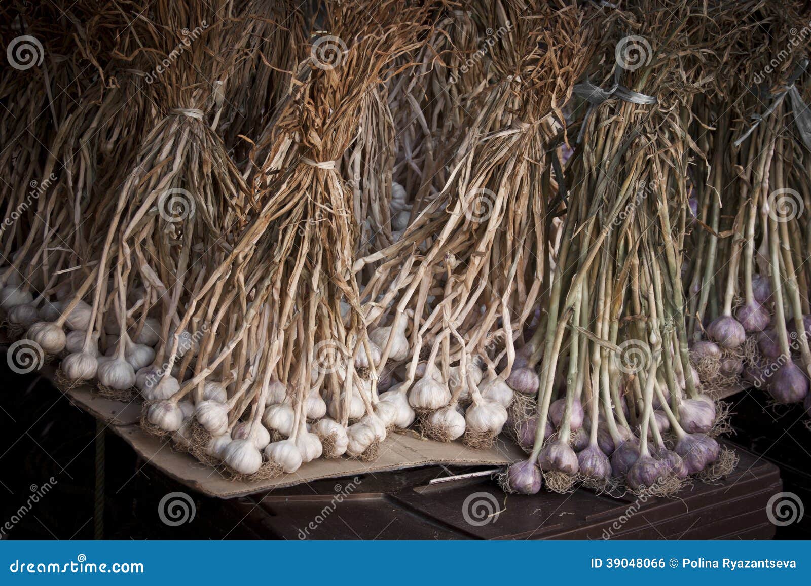 Bunches of fresh garlic stock photo. Image of bunch, harvest - 39048066