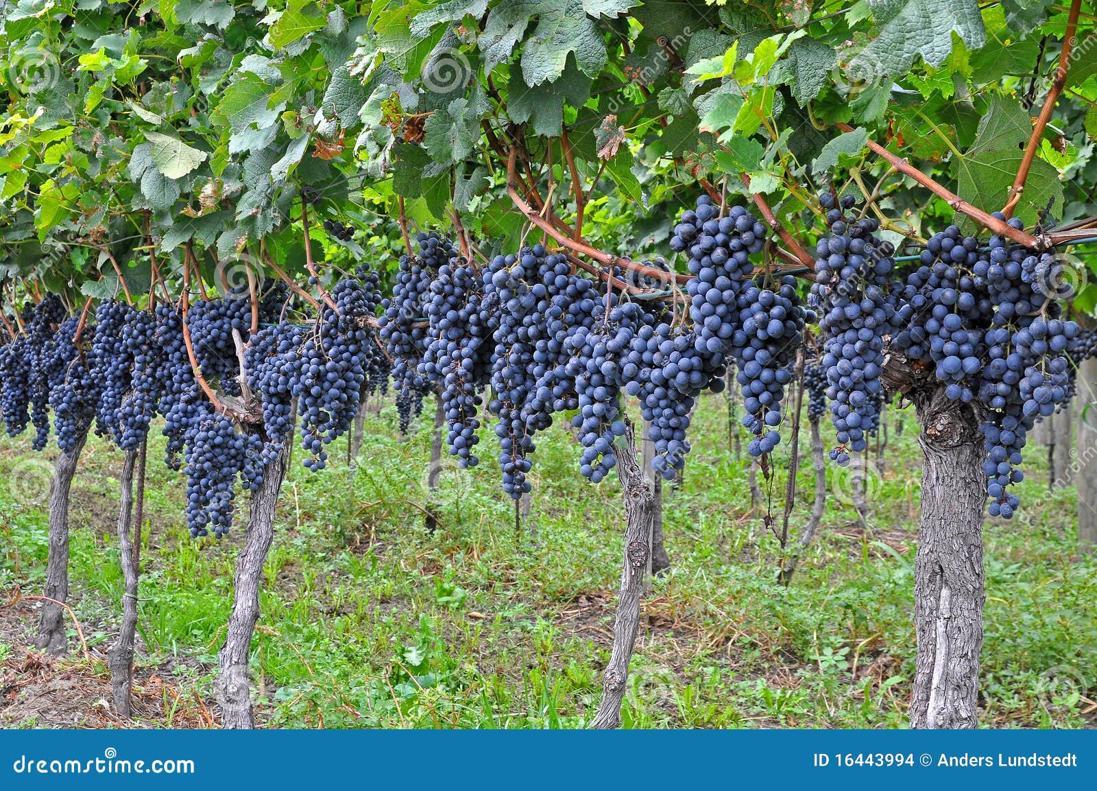Bunches of grapes stock photo. Image of good, nature - 16443994