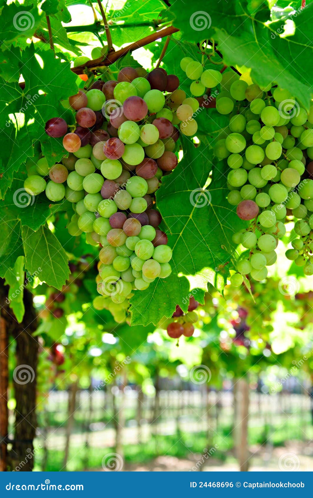 Bunches of grapes stock photo. Image of outdoor, purple - 24468696