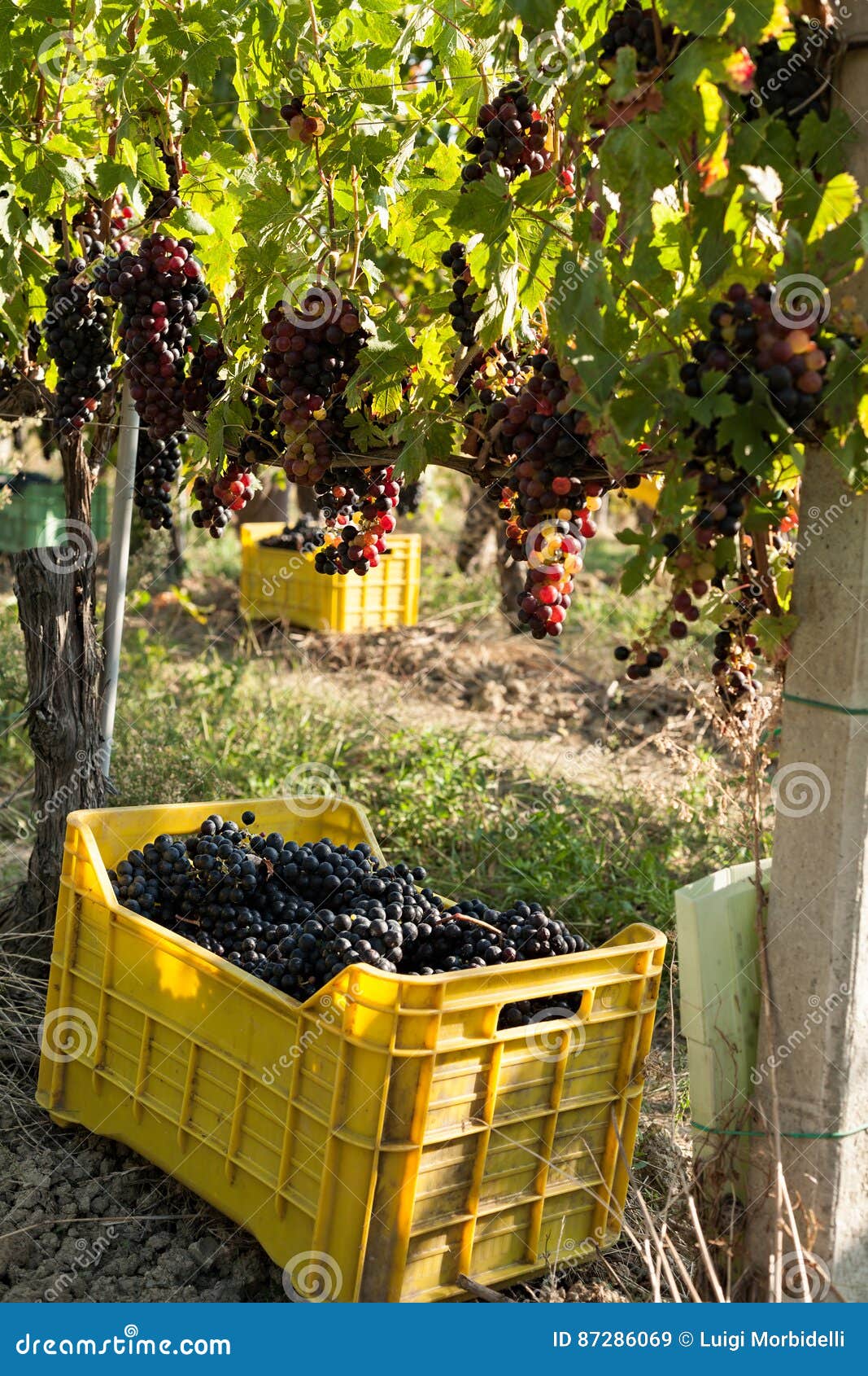 Bunches of grapes in crate stock image. Image of vineyard - 87286069