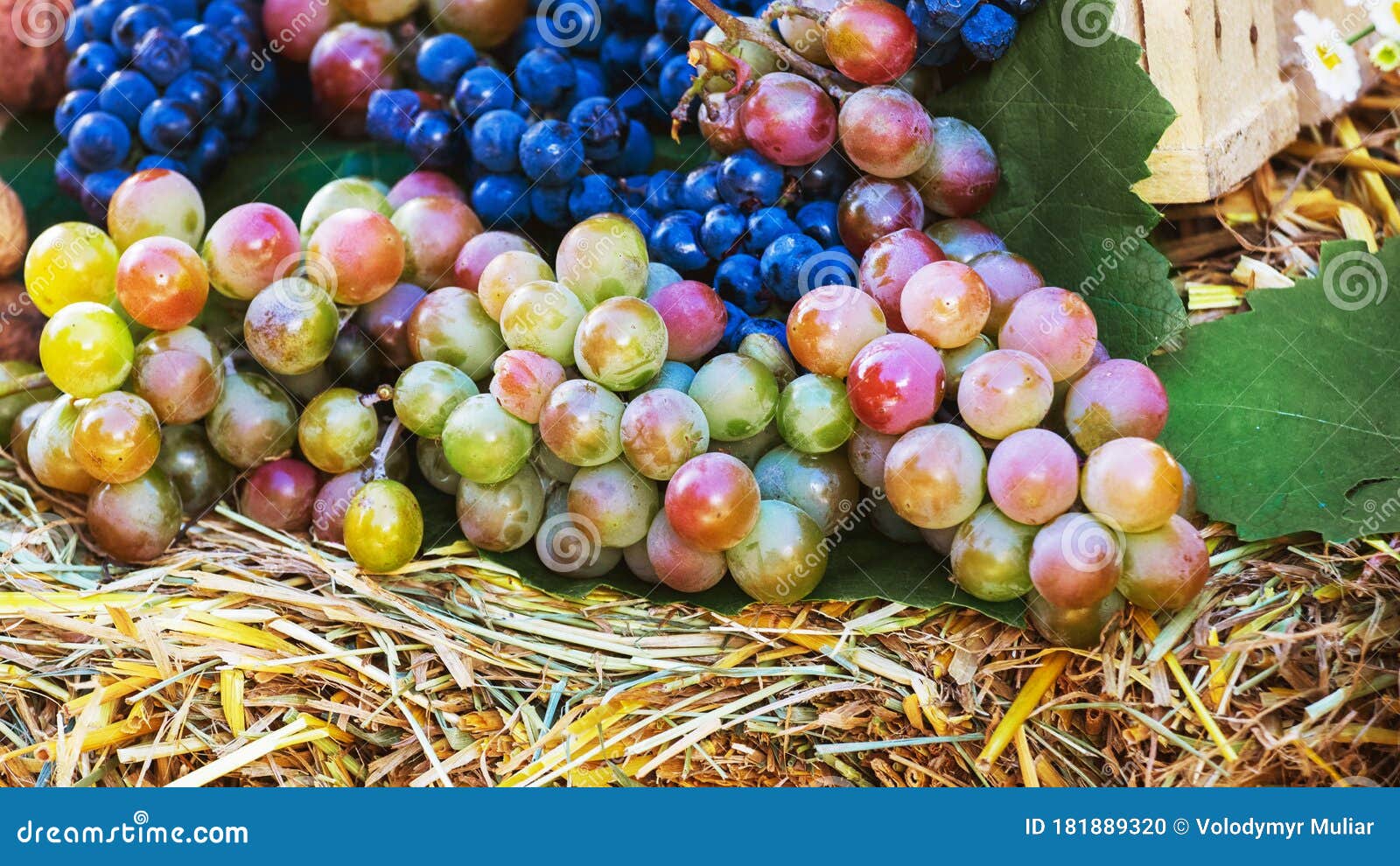 Bunches of Grapes of Different Varieties and Different Colors Stock ...