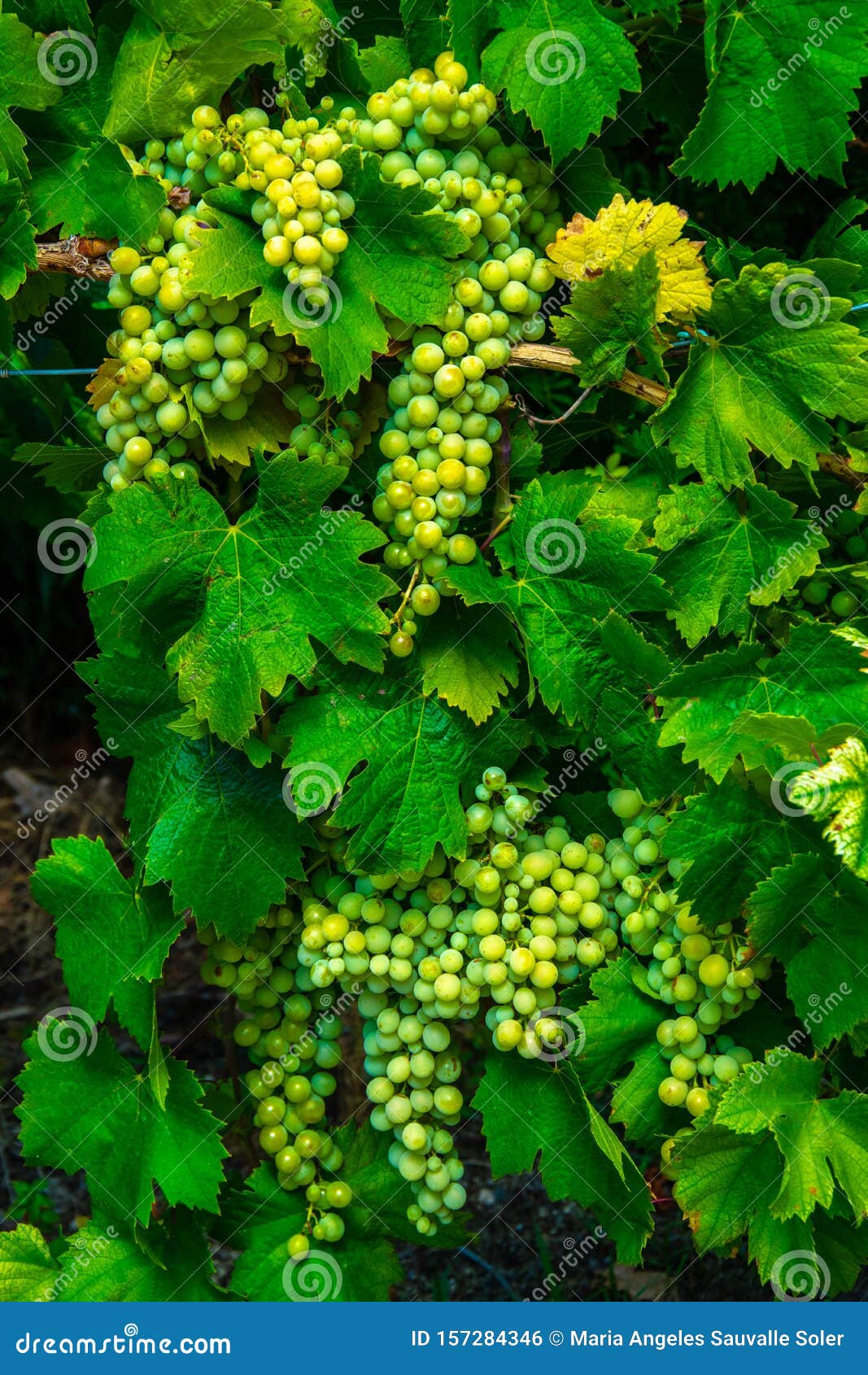 Eight grape clusters stock photo. Image of food, eight - 157284346