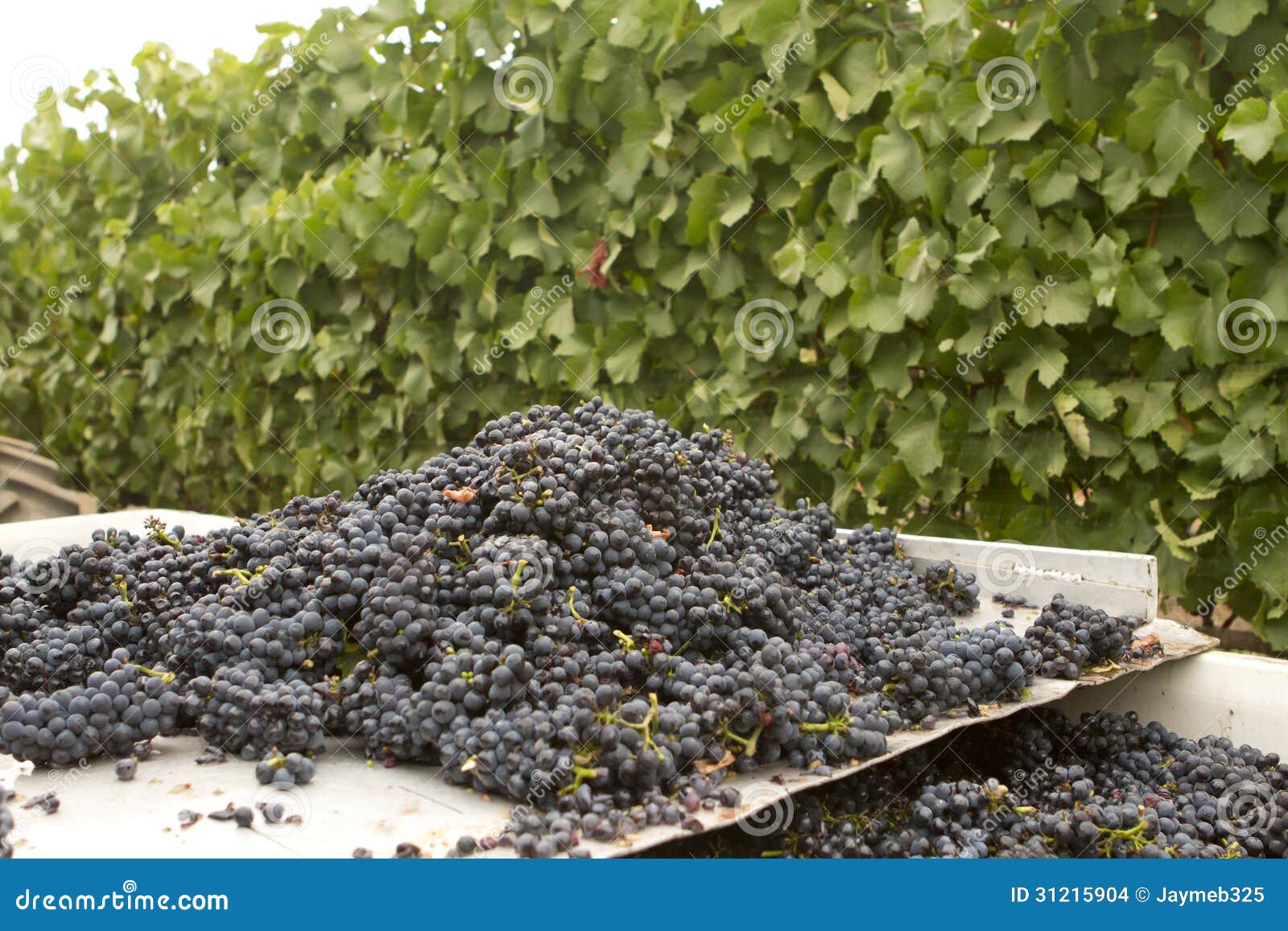 Bunches of Grapes on a Sorting Table Stock Photo - Image of wine ...