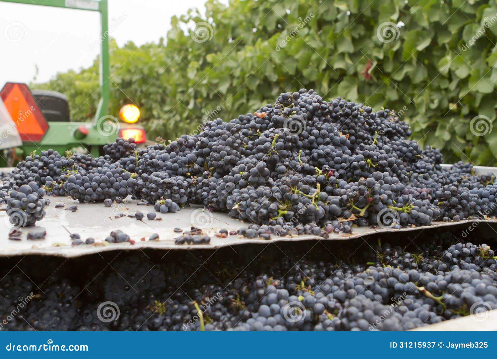 Bunches of Grapes on a Sorting Table Stock Image - Image of vines ...