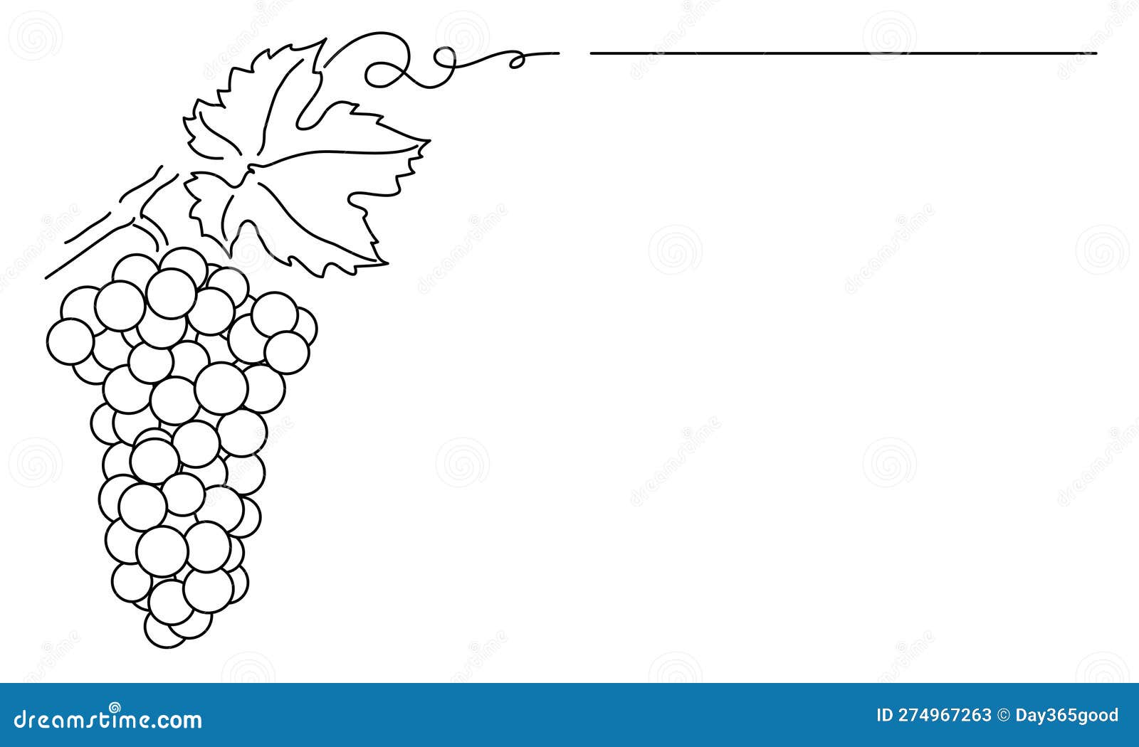 Bunches Of Grapes. Vine. Vector Line Drawing On White Or Transparent ...