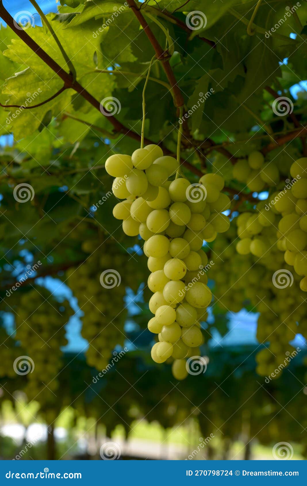 Bunches of Green Grape in Vineyard Ready To Be Harvested in Blue Background Stock Photo - Image ...