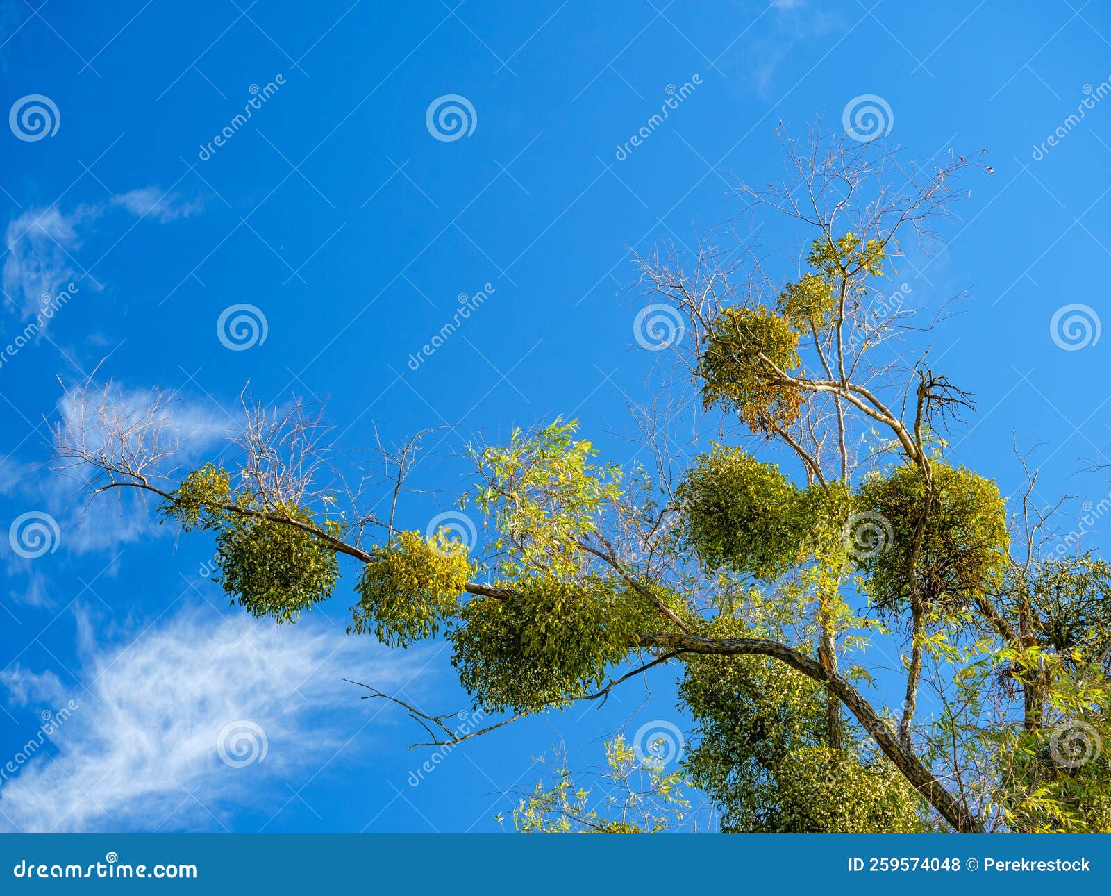 Bunches of Green Mistletoe on a Tree Branch Against the Sky Stock Photo ...