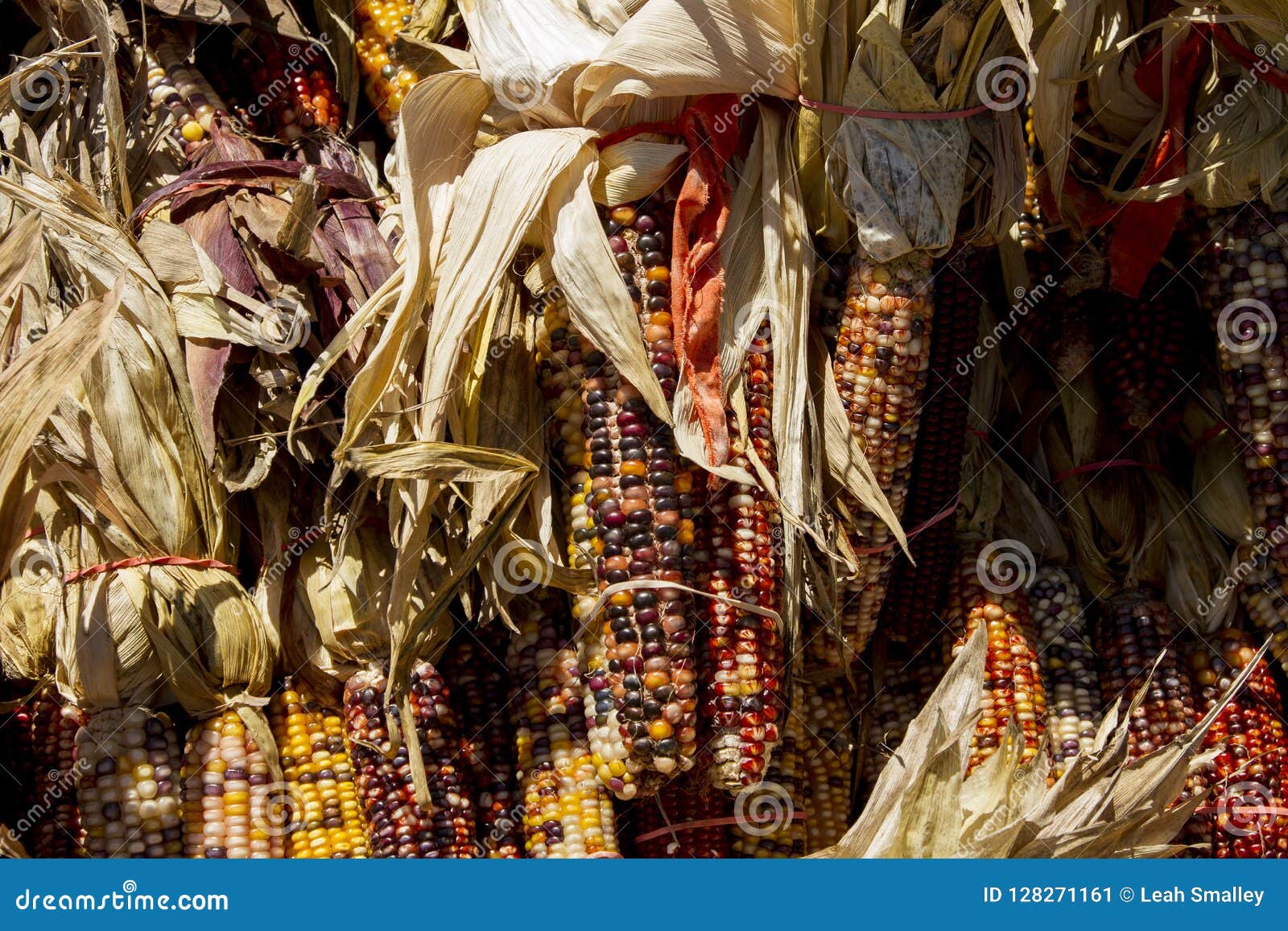 Bunches of Indian Corn Banded Stock Image - Image of brown, food: 128271161