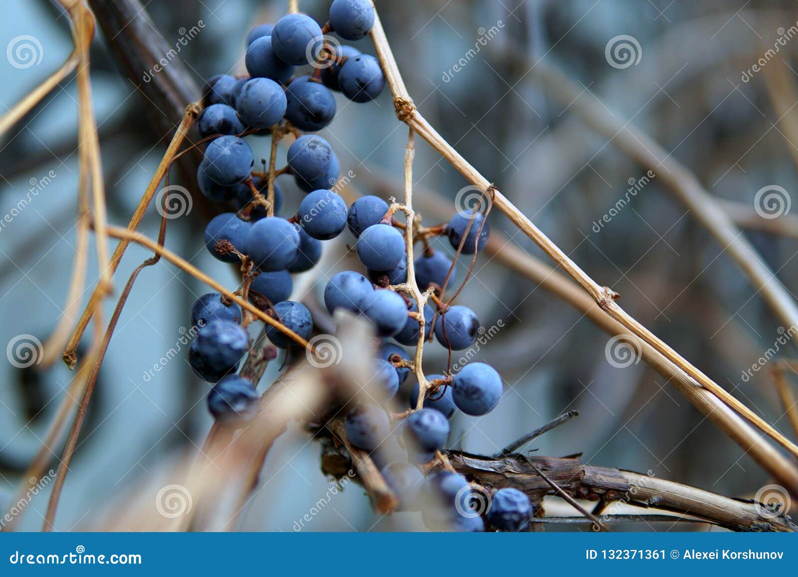 Bunches of Isabella Grapes Close Up Photo Stock Image - Image of grapes ...