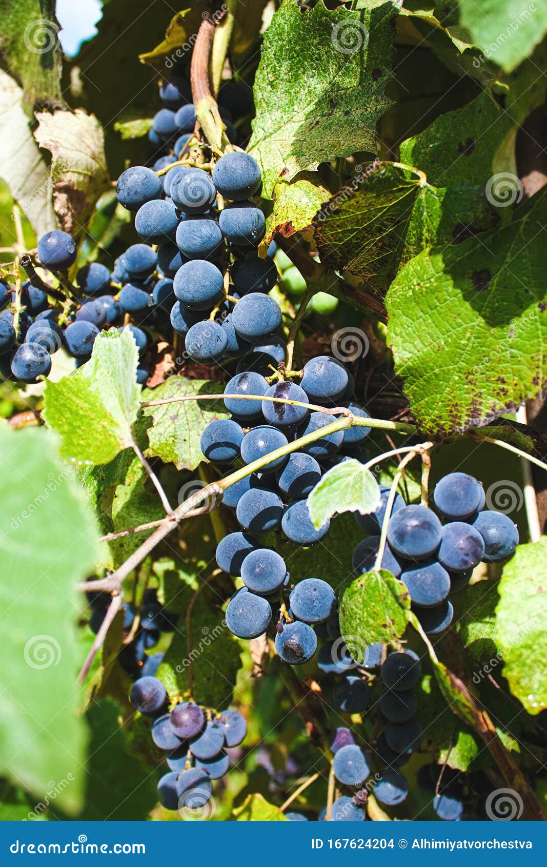 Bunches of Isabella Grapes Ripen in the Sun Stock Photo - Image of ...