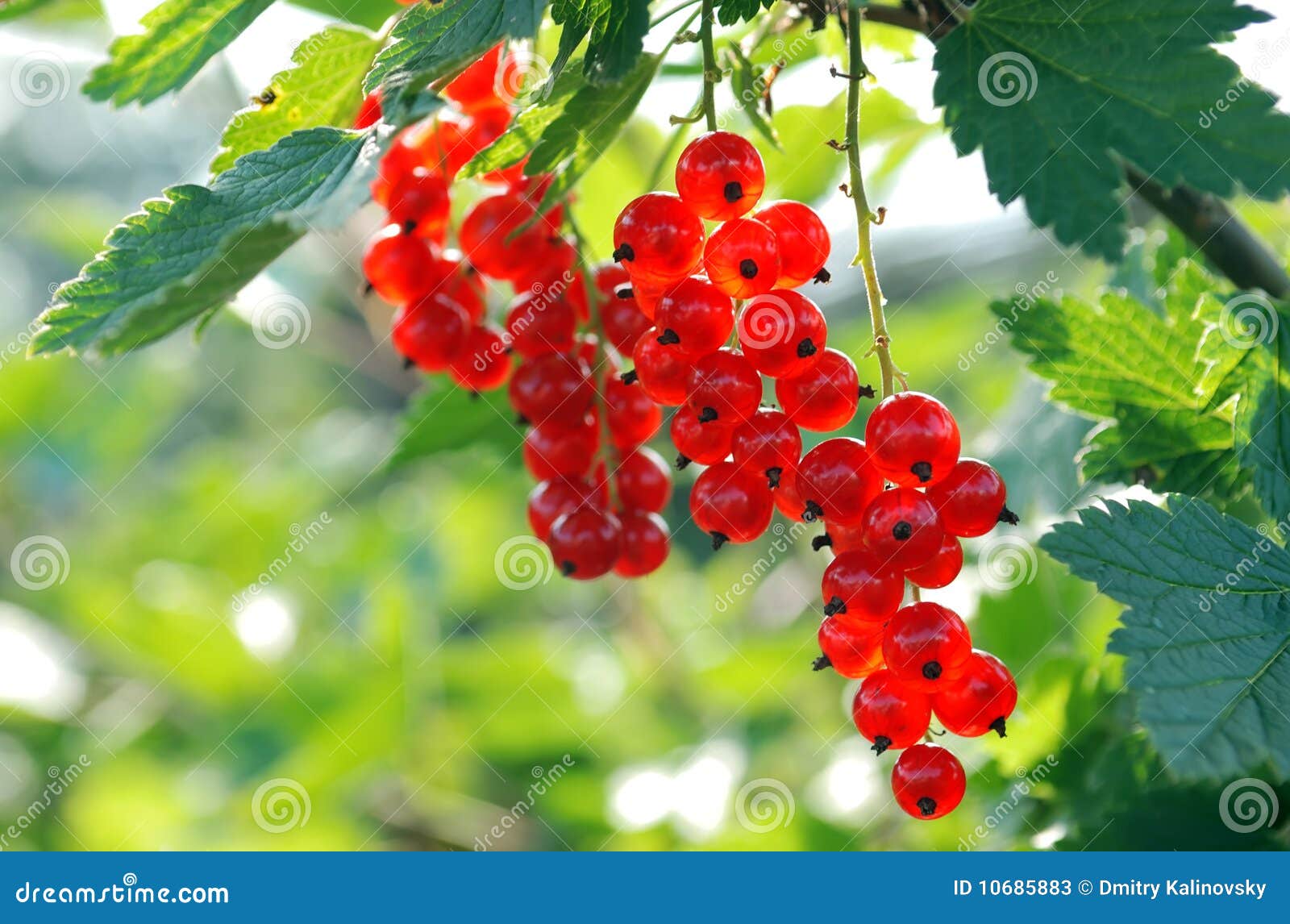Bunches of Mellow Red Currant Stock Image - Image of rubrum, stuff ...