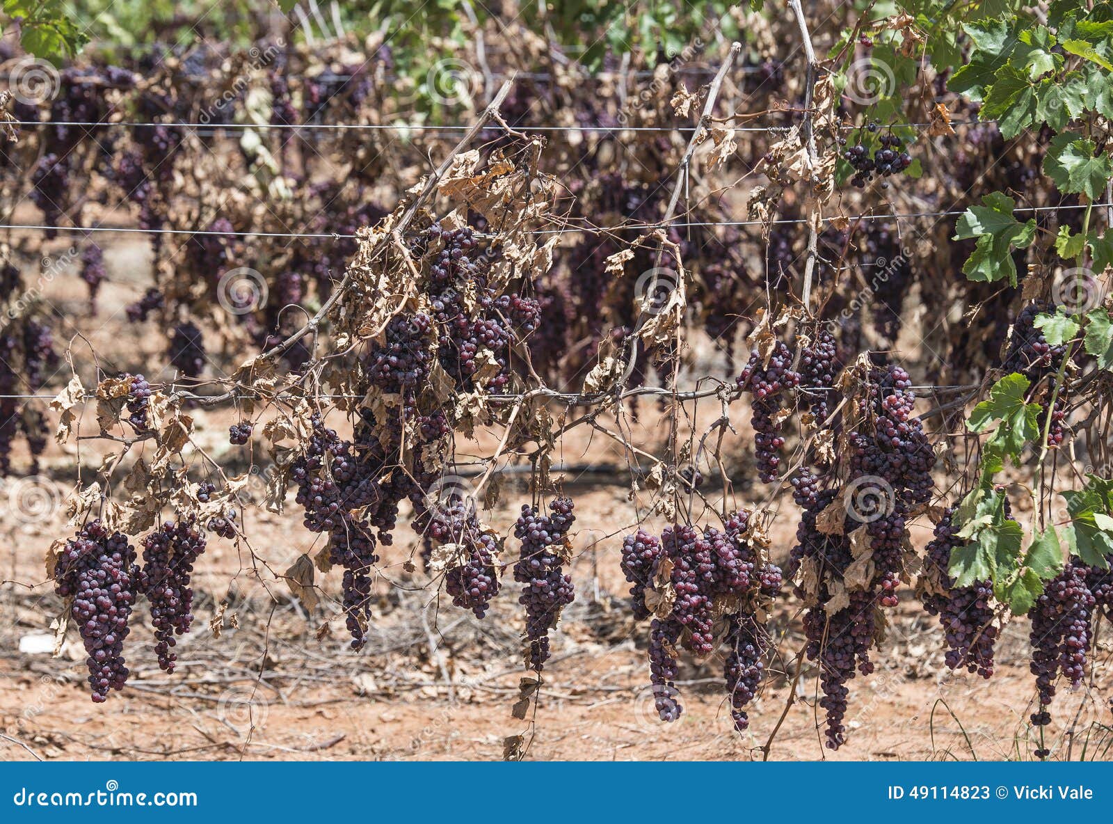 Bunches of Naturally Dried Red Seedless Grapes. Stock Image - Image of ...