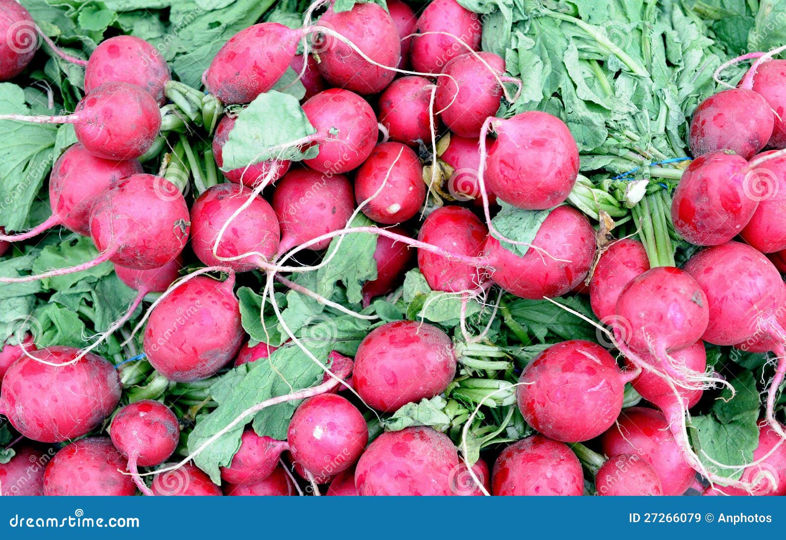 Bunches of organic radish stock image. Image of green - 27266079