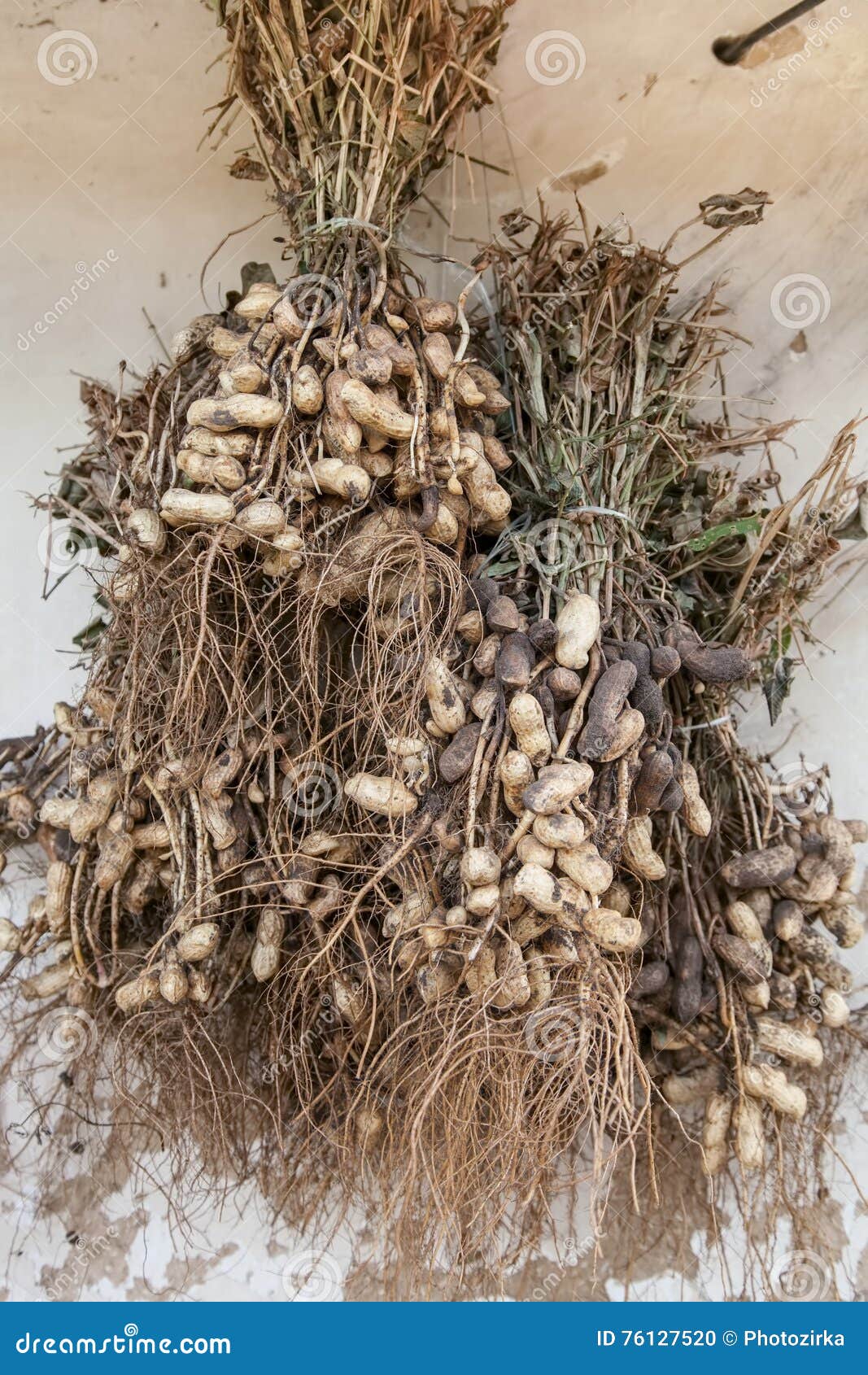 Bunches Peanuts Hung for Drying Stock Photo - Image of open, monkeynut ...