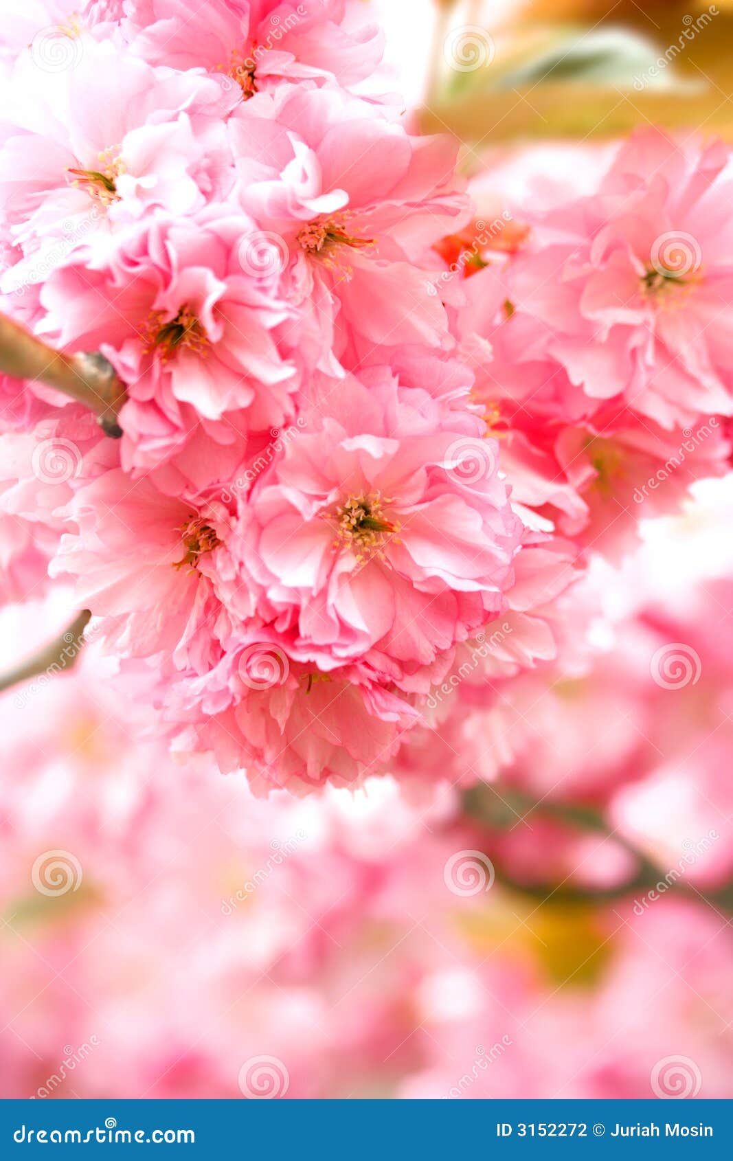 Bunches of pink flowers stock photo. Image of grow, tbunch - 3152272