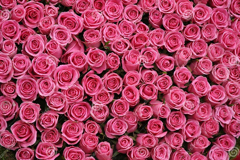 Bunches of pink roses stock image. Image of roses, pedals - 521175