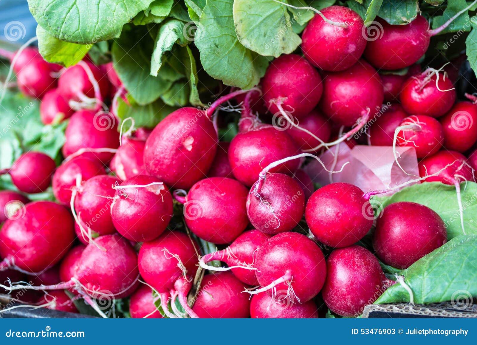 Bunches of Radish at City Market Square Stock Image - Image of spring ...