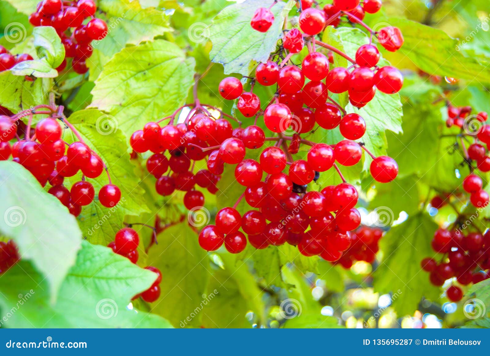 Bunches of Red Berries on Tree Branches Stock Image - Image of garden ...