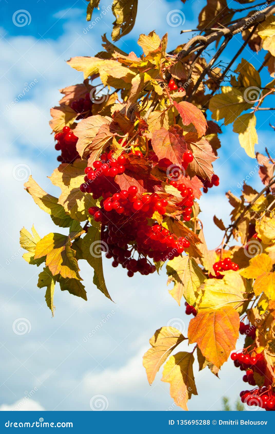 Bunches of Red Berries on Tree Branches Stock Photo - Image of fruit ...